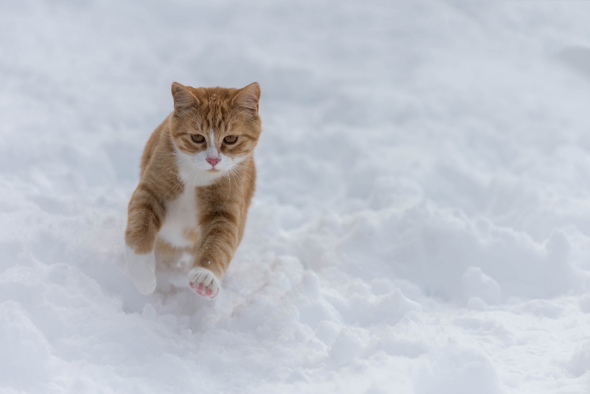 Kitten Playing In Winter Wallpaper All That Fluff: Elusive Pallas's