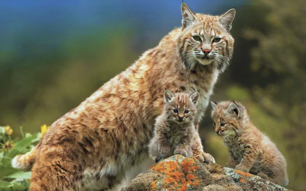 Download Baby Animal Cub Butterfly Cute Lynx Meadow Cat Artistic ...