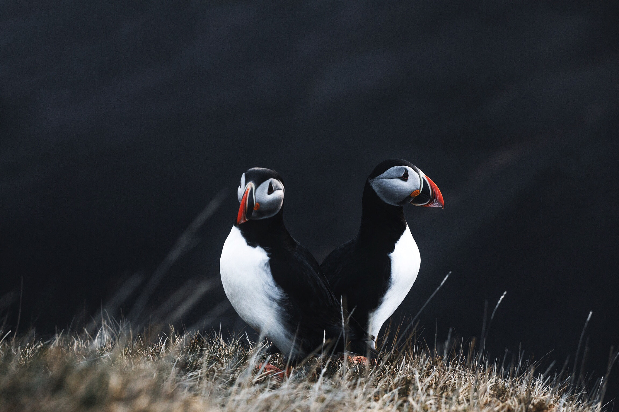 Download Bird Animal Puffin HD Wallpaper by Lyes Kachaou