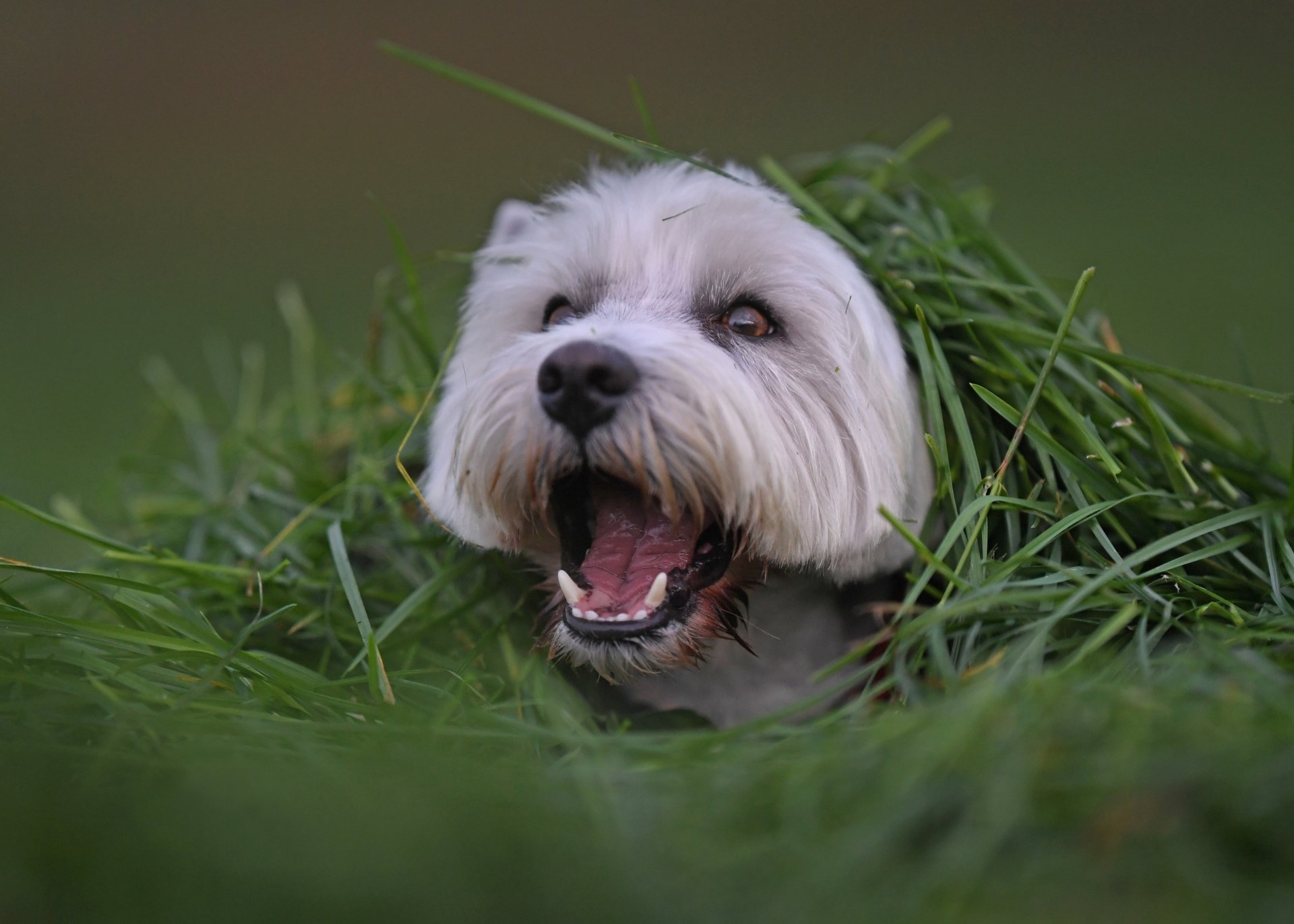 Happy Westie in Lush Grass — 2K Quad HD Wallpaper
