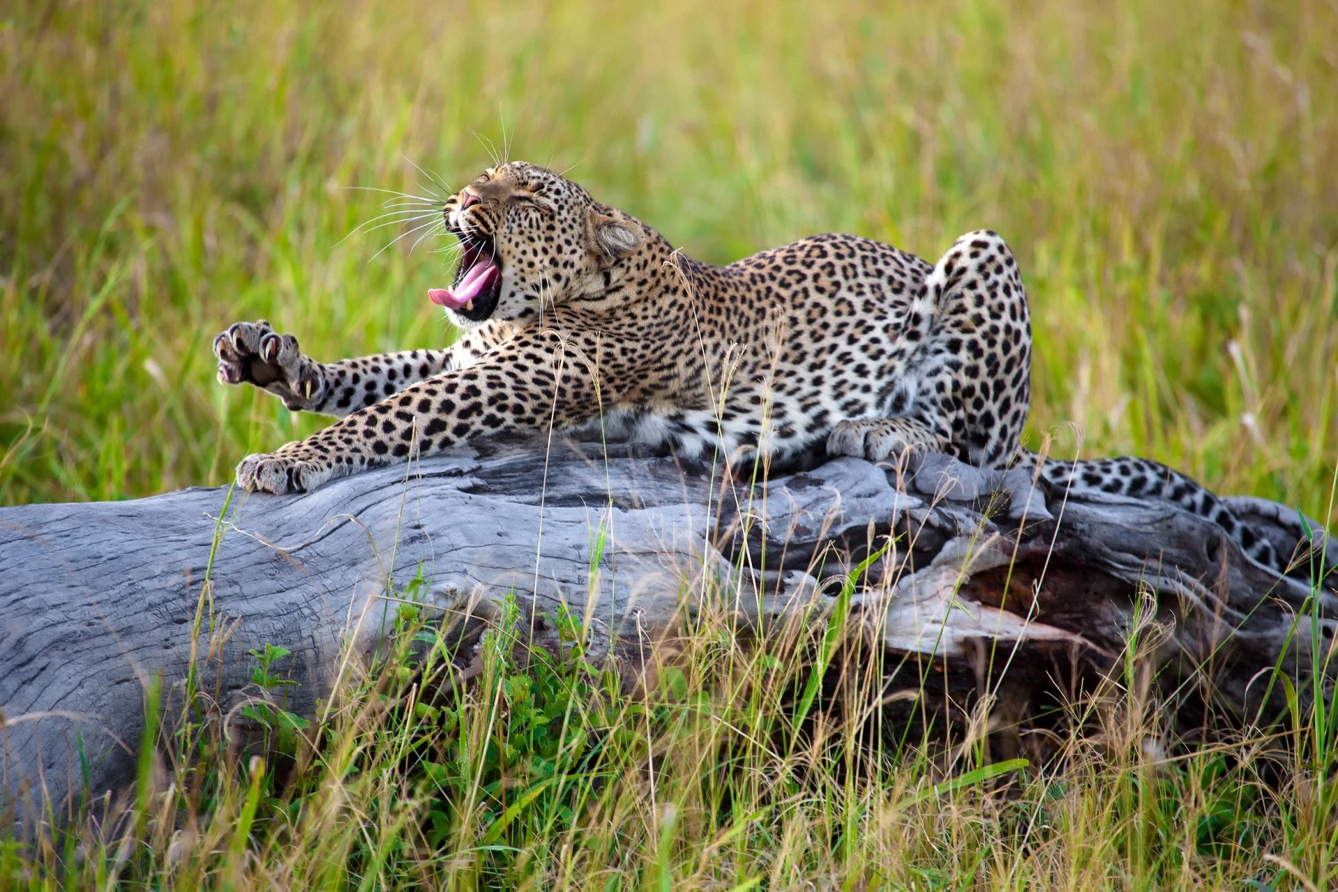 Majestic Leopard Resting in Wild – Stunning HD Animal Wallpaper