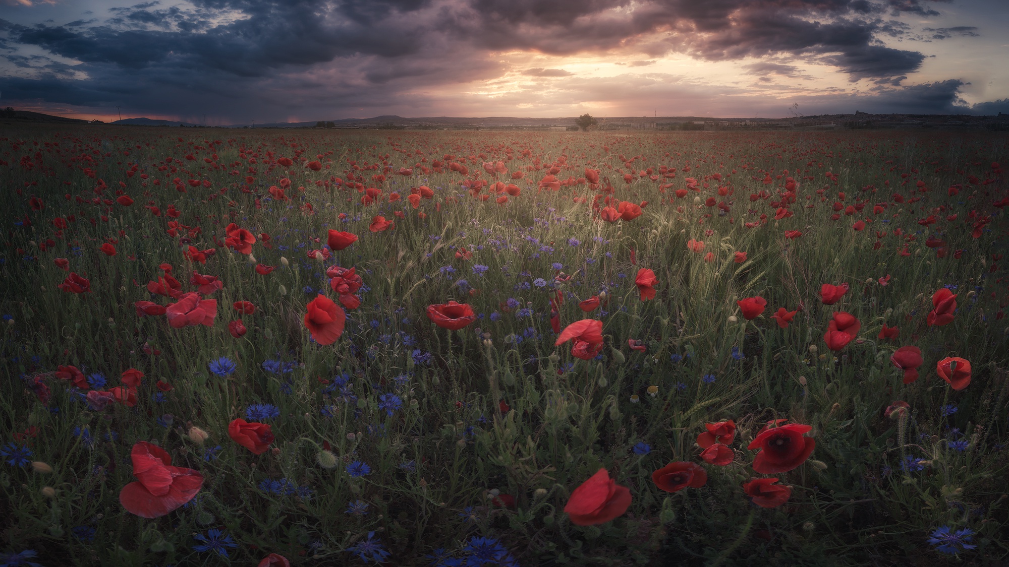 Summer's Embrace: Vibrant Red Poppies in a Serene Field of Nature