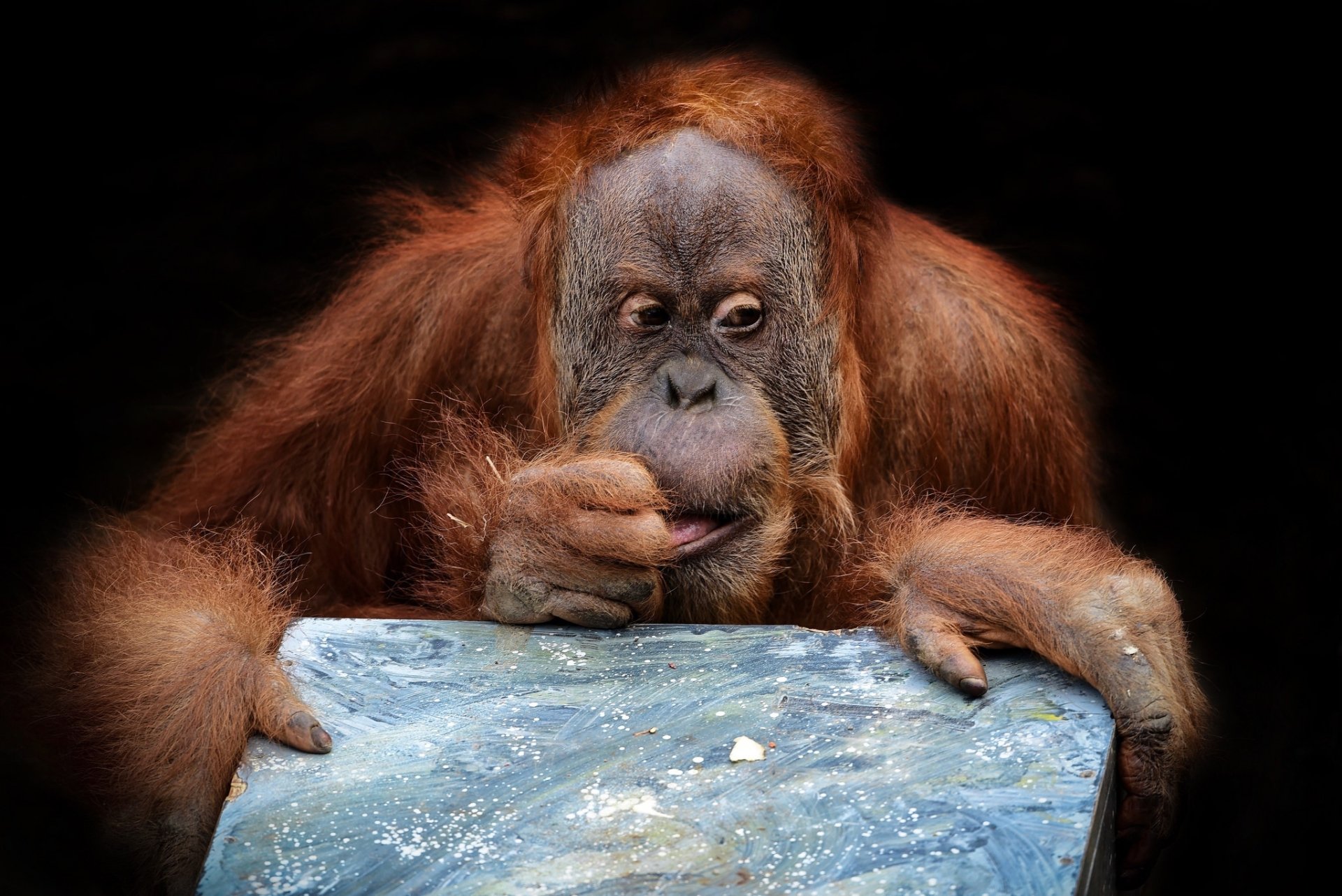 Majestic Orangutan HD Wallpaper – Stunning Primate Close-Up | 2048x1367 ...