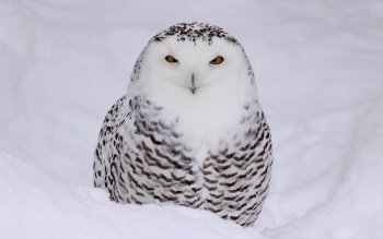 Snowy Owl Pfp