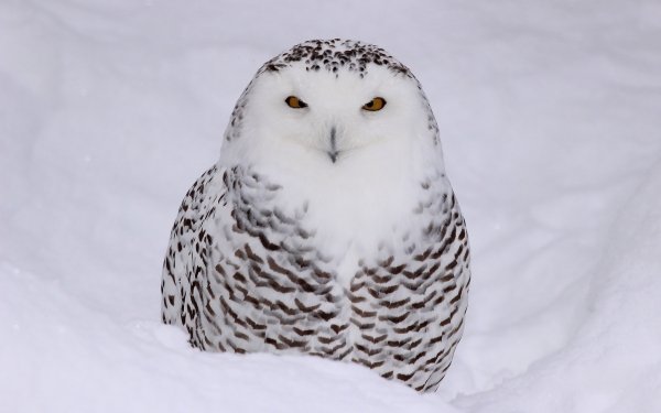 Snowy Owl HD Wallpaper | Background Image | 1920x1176