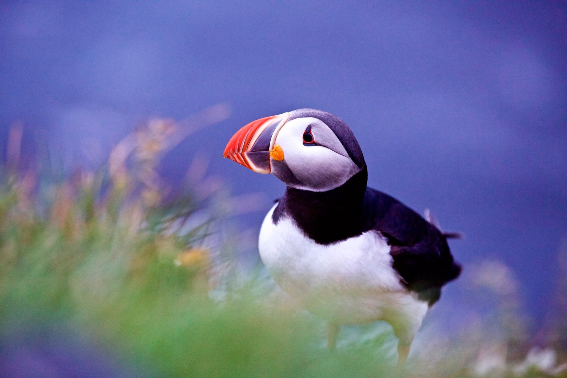 Majestic Puffin in HD: A Stunning Bird & Animal Wallpaper | 2048x1365 ...