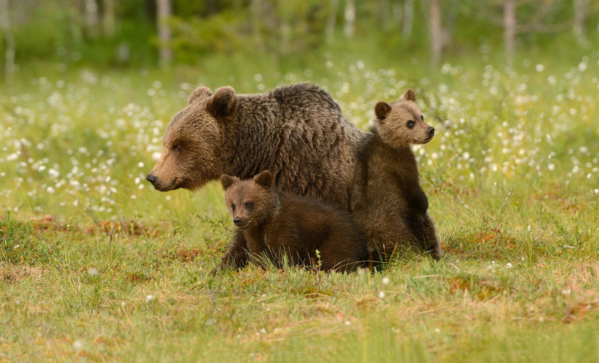 Adorable Bear Cubs HD Wallpaper