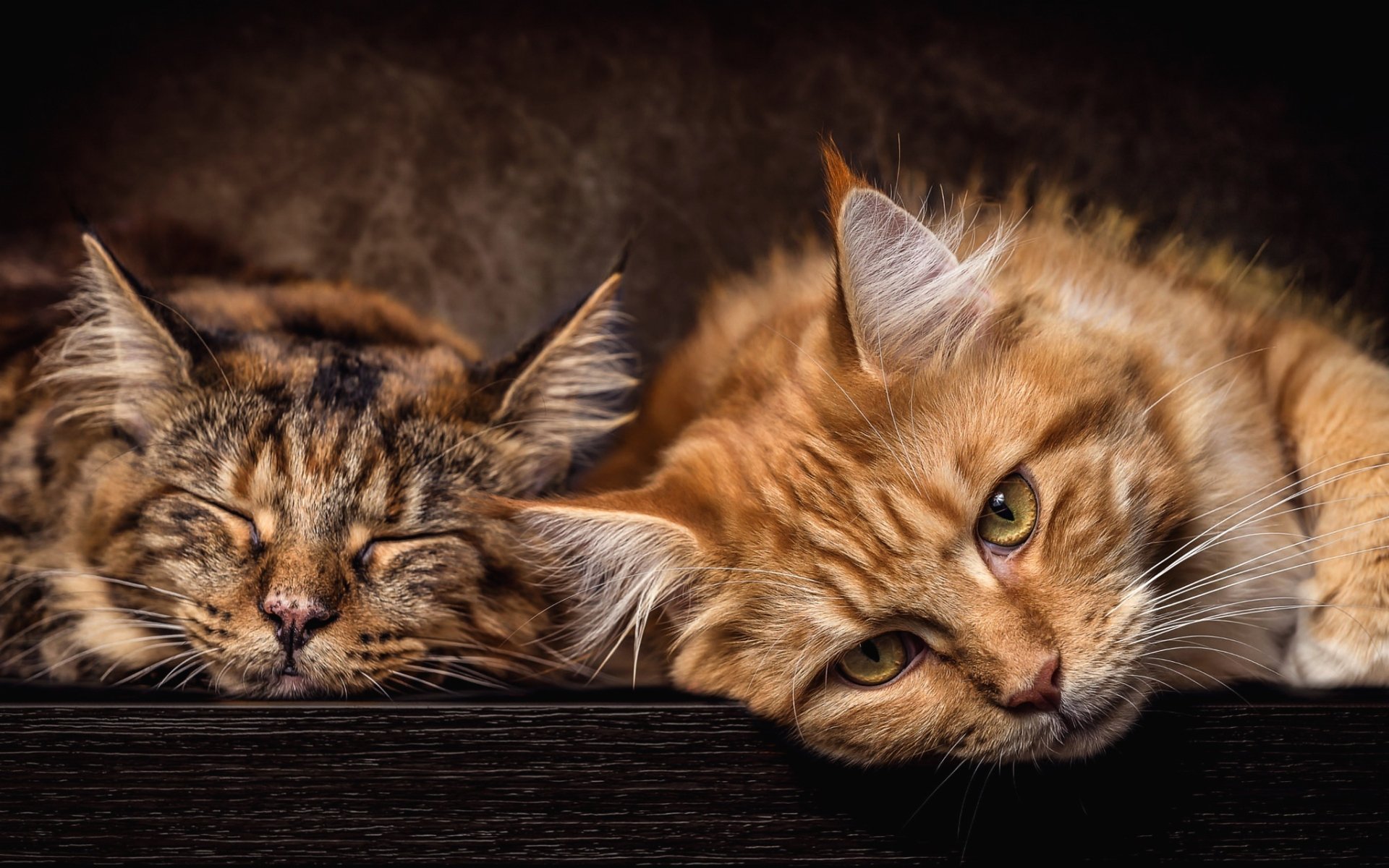 Cozy Cats: HD Wallpaper of Peaceful Sleeping Felines