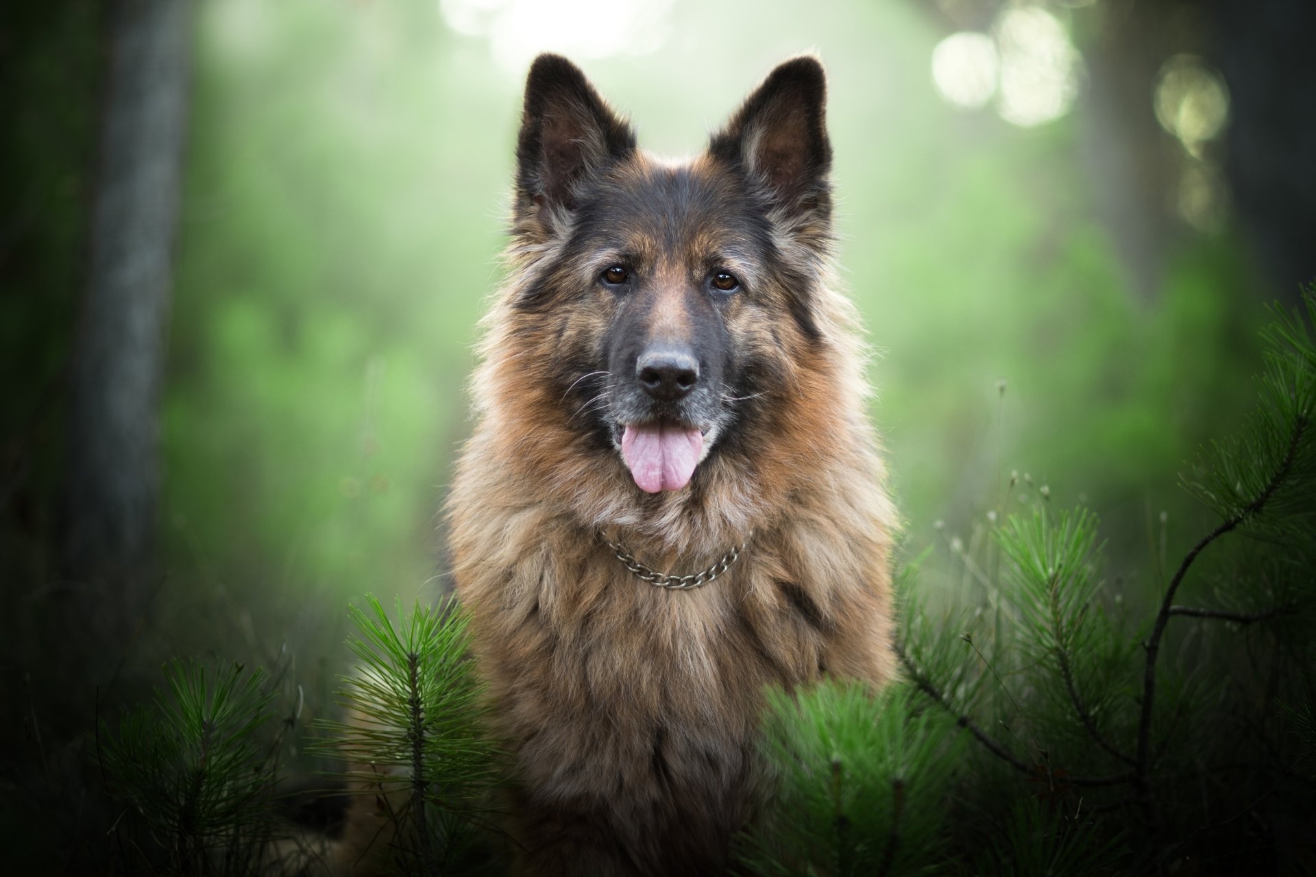 Majestic German Shepherd in Stunning 4K Depth of Field Portrait