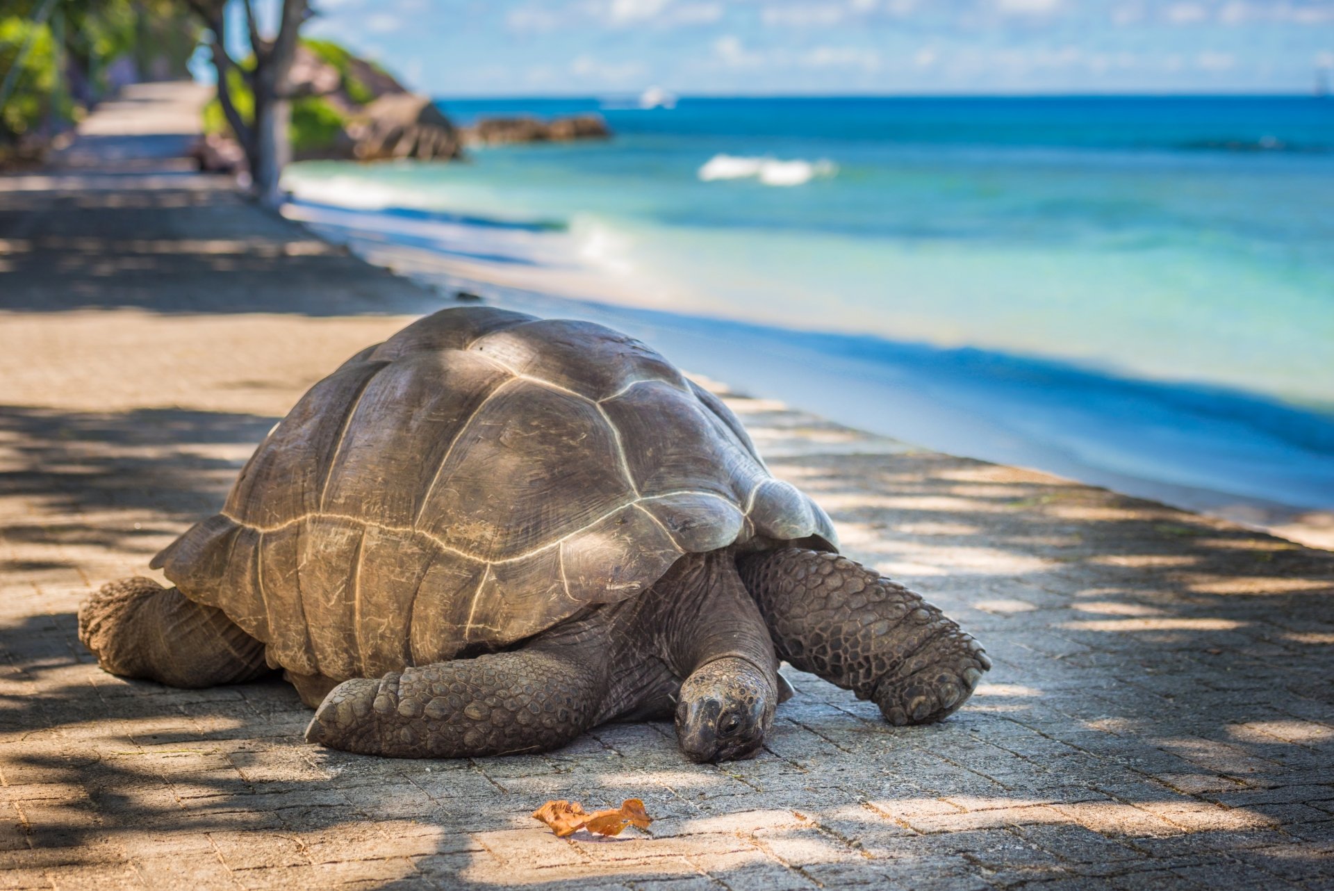 Majestic Tortoise in Stunning HD Depth of Field by the Seaside