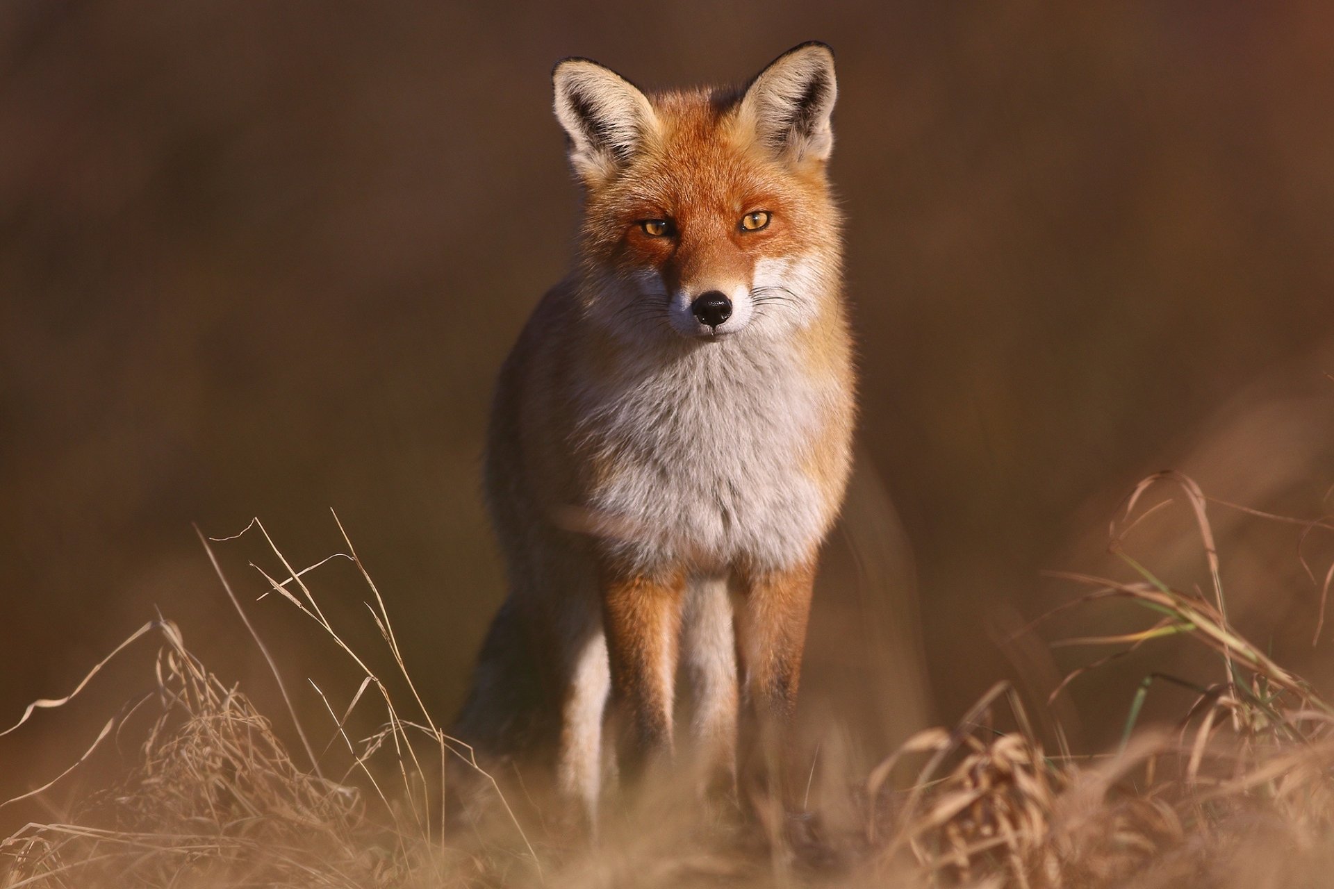 Majestic Fox Stare - HD Wallpaper