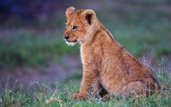 Lion Pfp