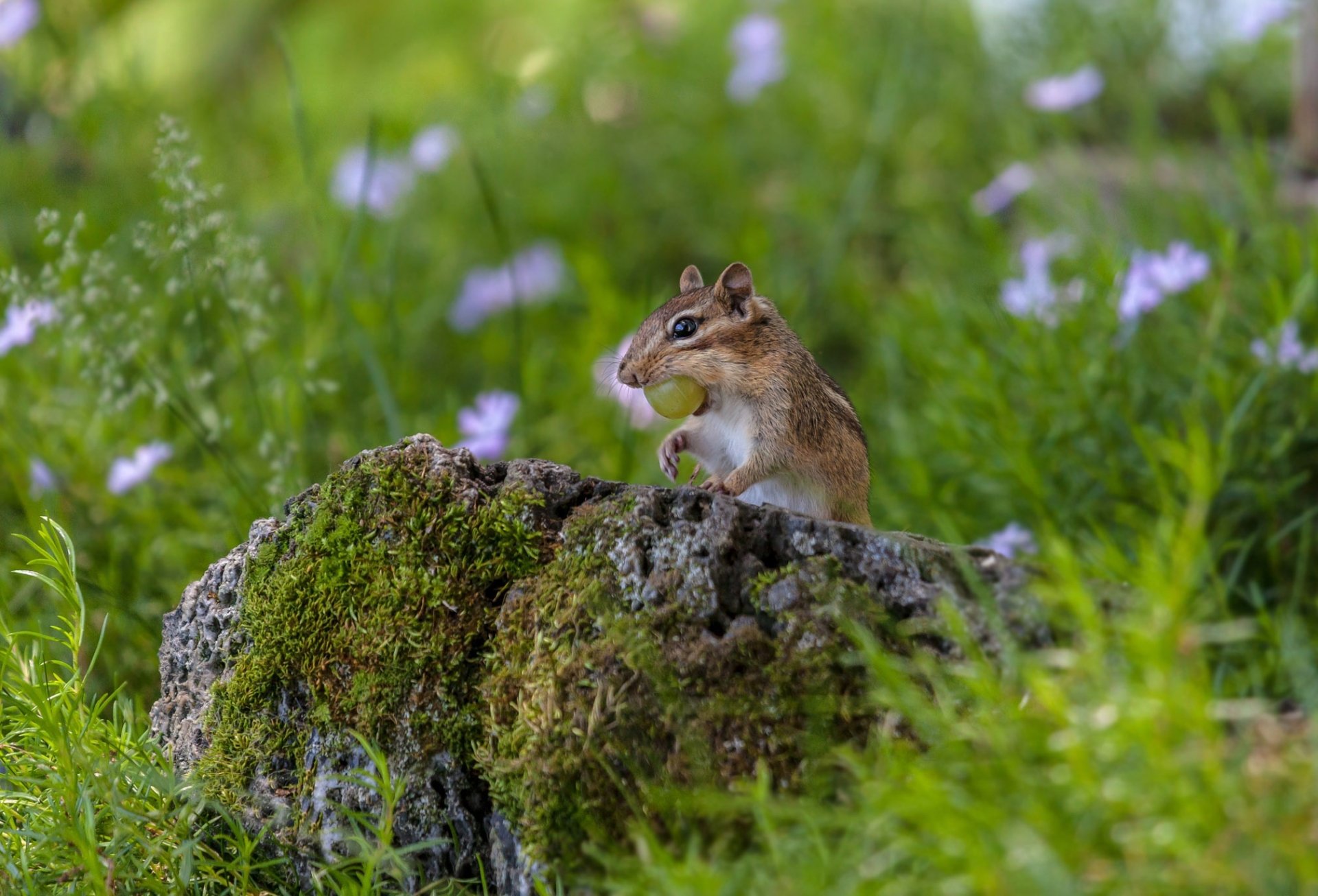 Charming Chipmunk: HD Rodent Wonderland Wallpaper