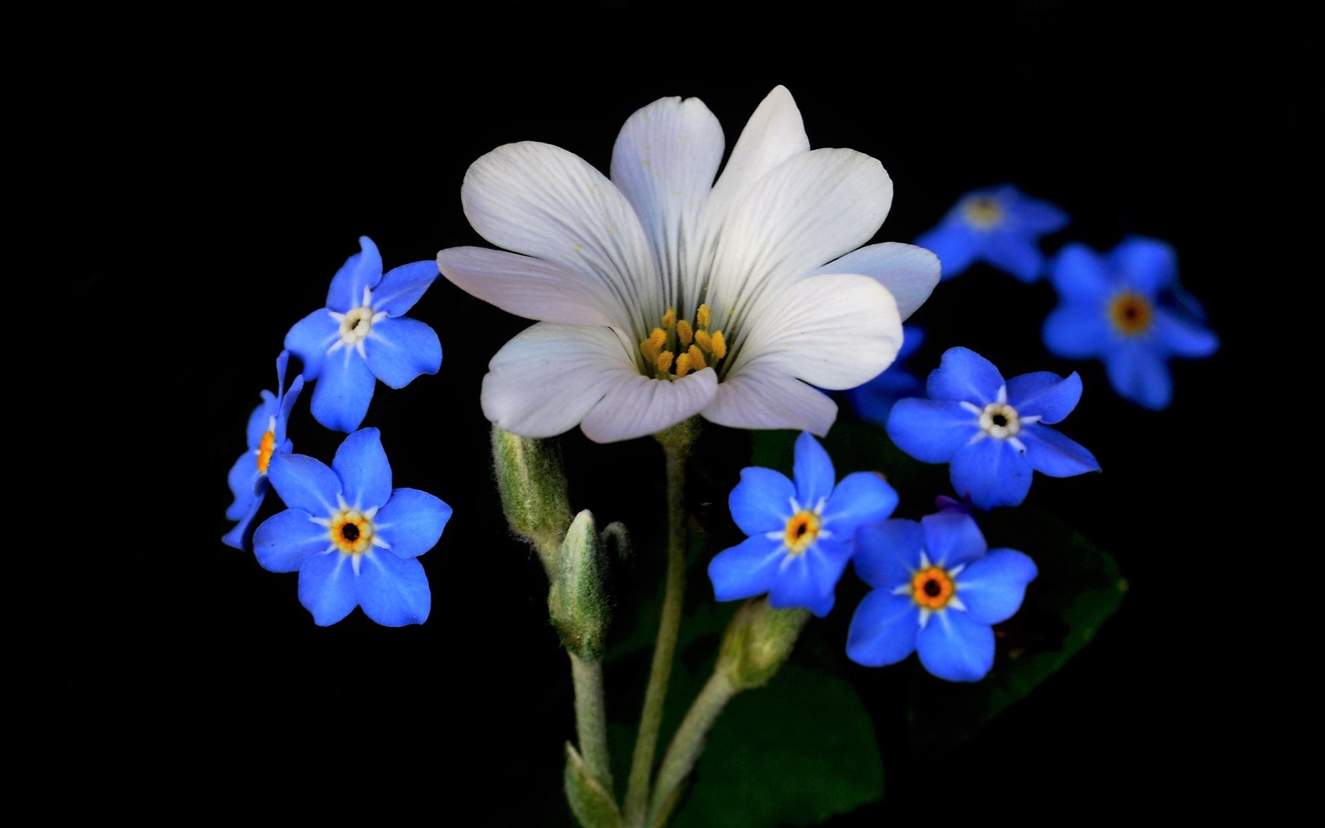 Forget Me Not Wallpaper Windows