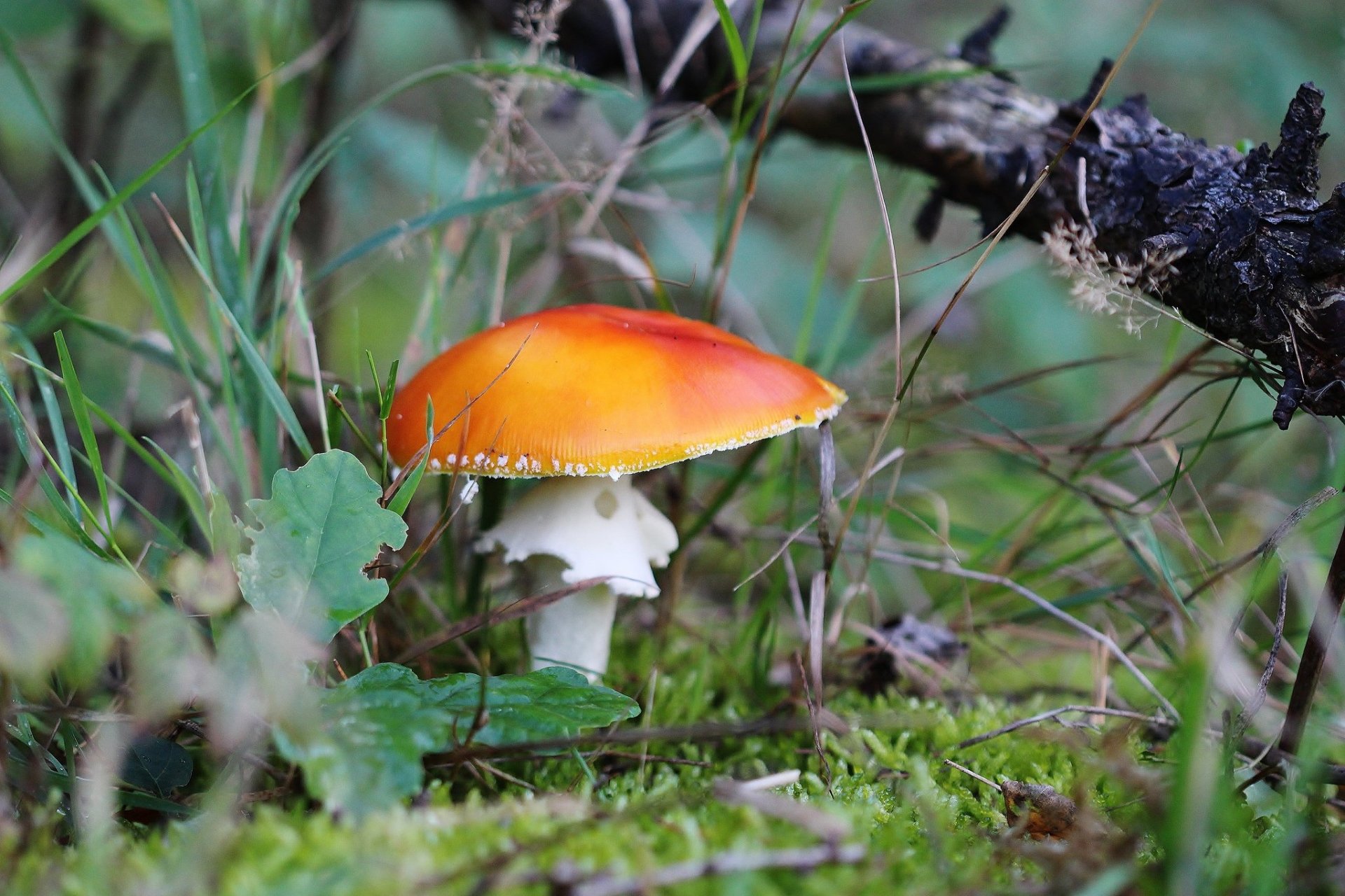 Download Macro Fall Nature Mushroom HD Wallpaper | 2048x1365 ...