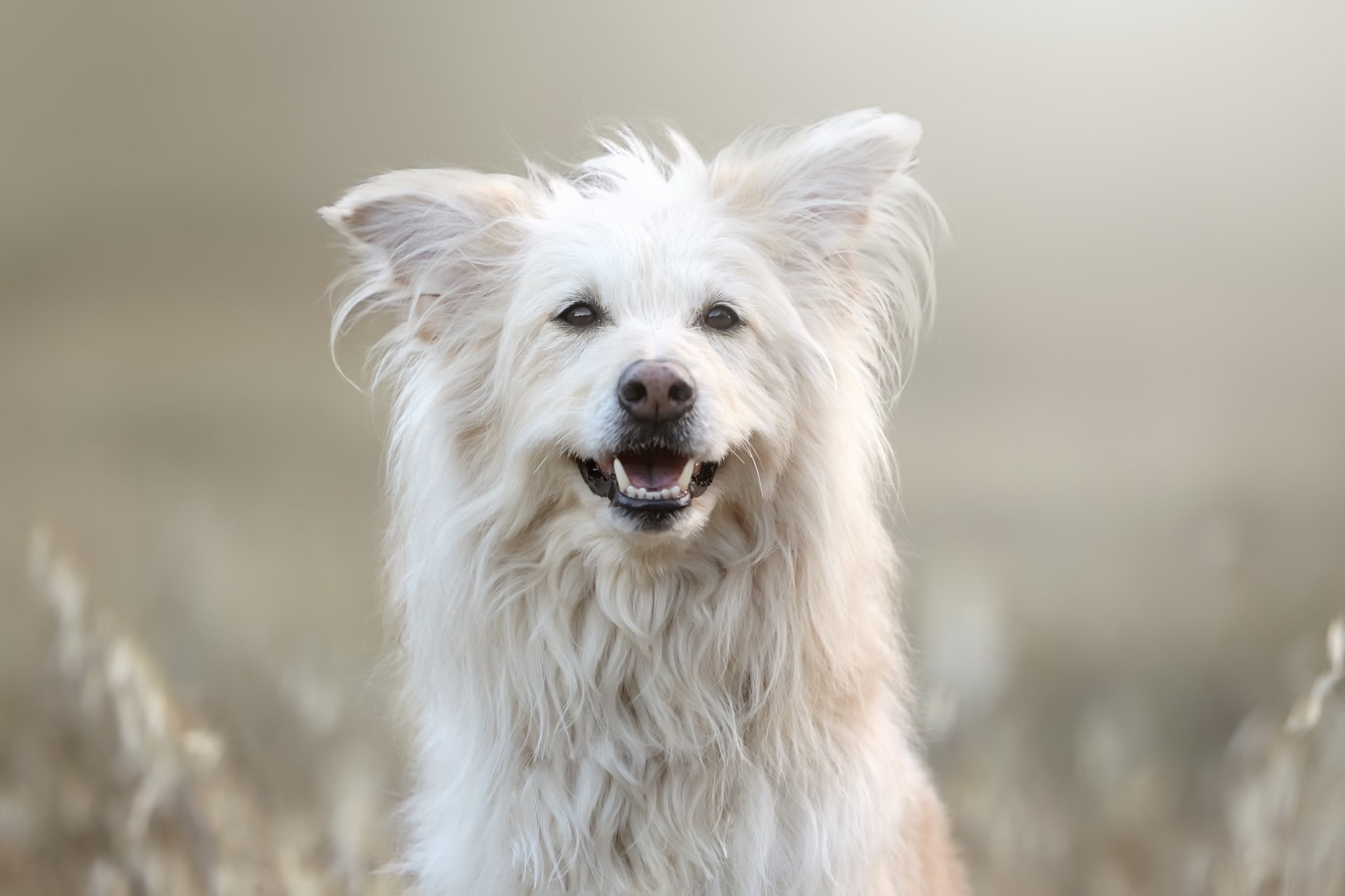 Pyrenean Shepherd - Desktop Wallpapers, Phone Wallpaper, PFP, Gifs, and ...