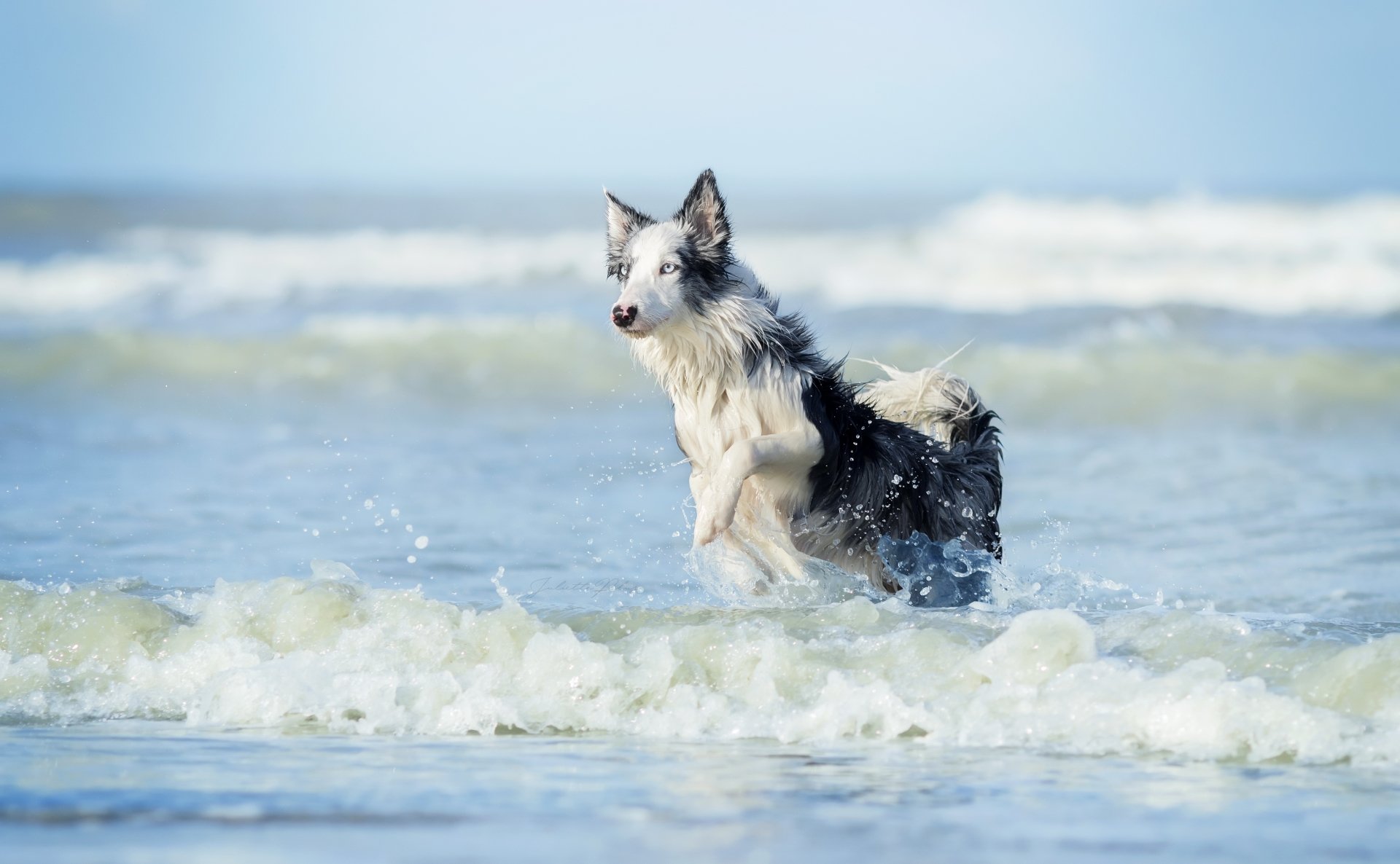 Ocean Breeze: Ultra HD Dog in Focus Amid Waves | 5208x3217 | Wallpaper ...