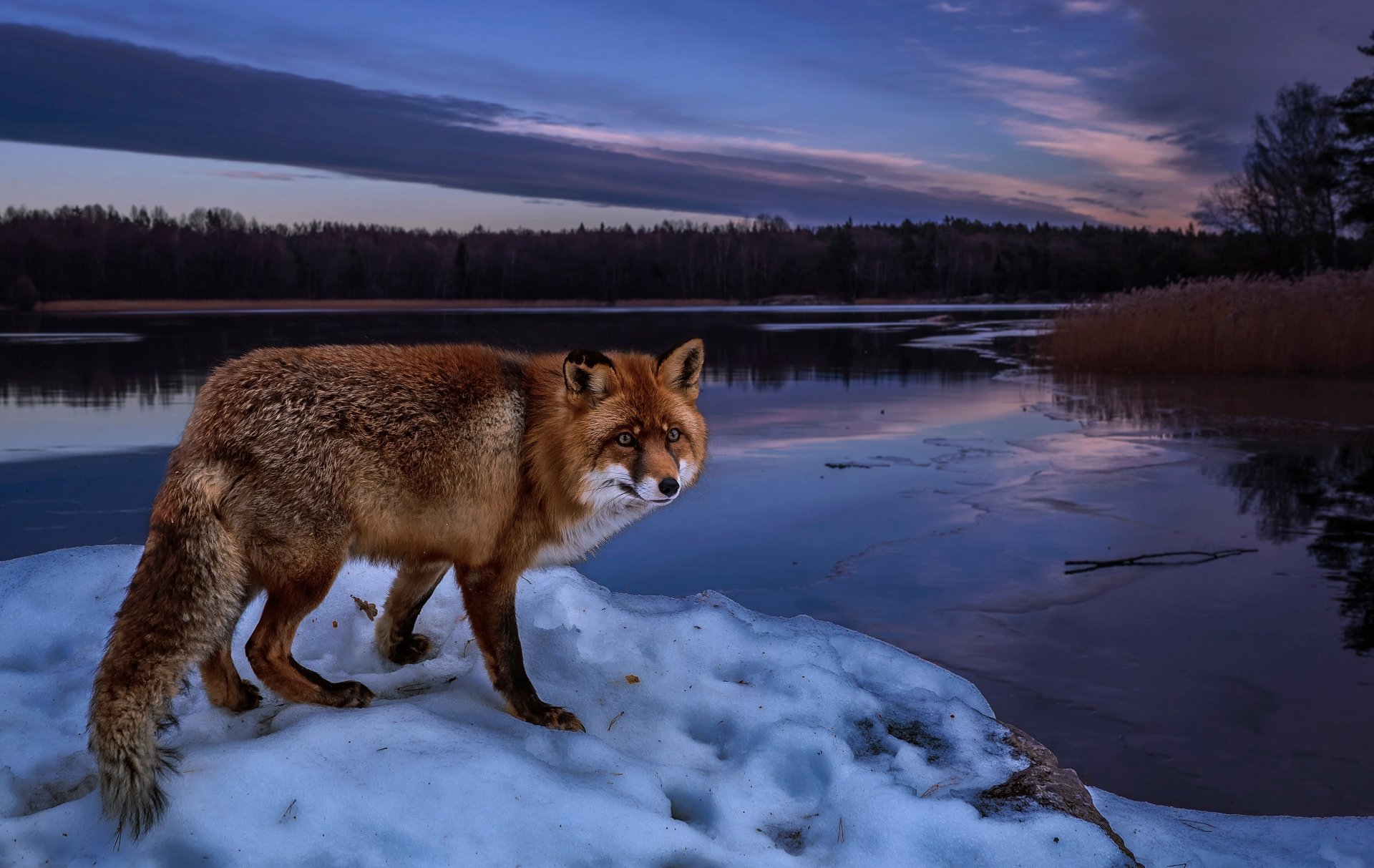 Winter's Embrace: A Fox by the Lake - HD Wallpaper | 3815x2410 ...
