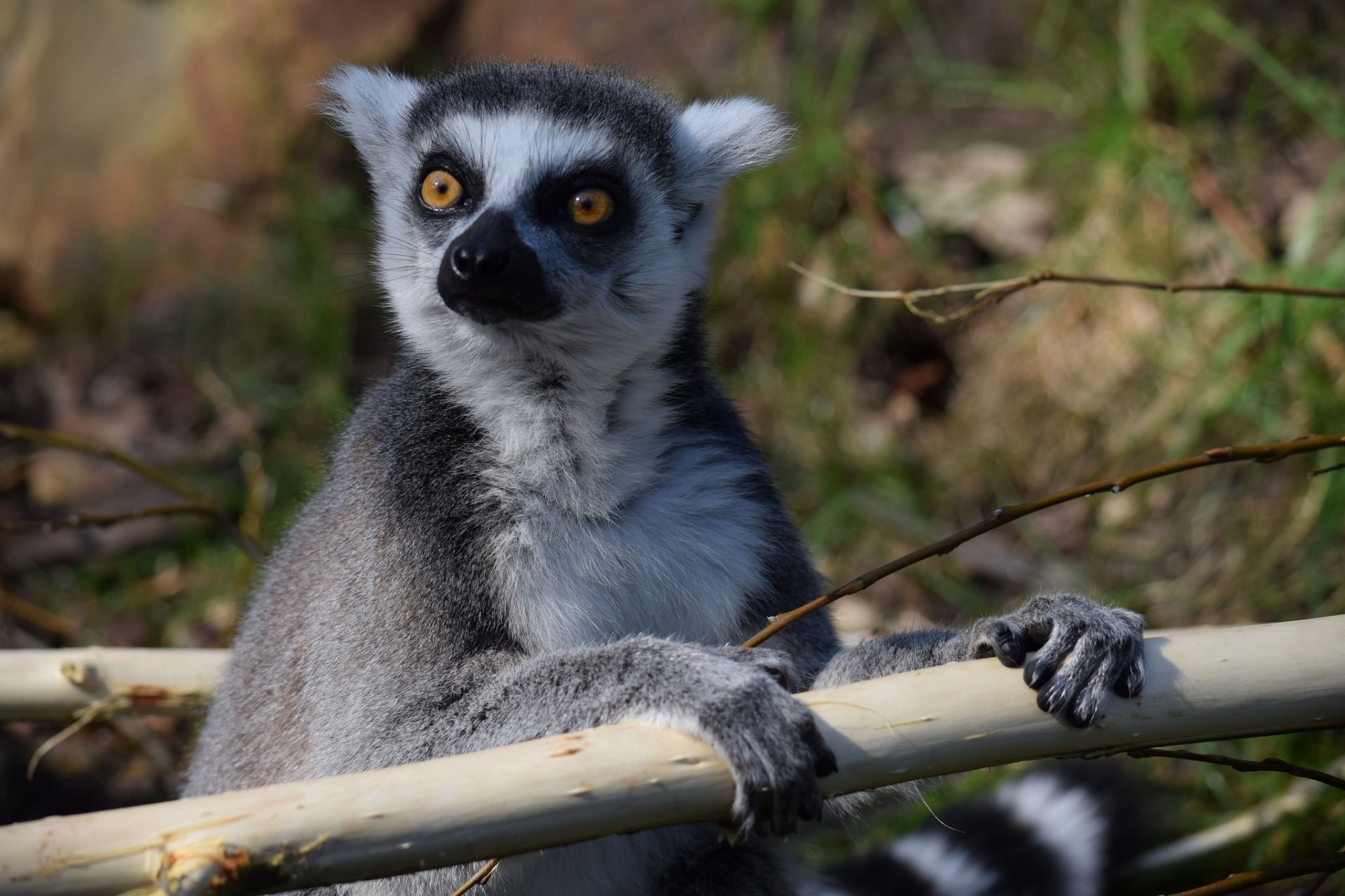 Download Animal Lemur HD Wallpaper