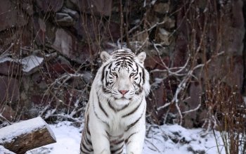 Download White Tiger Animal PFP
