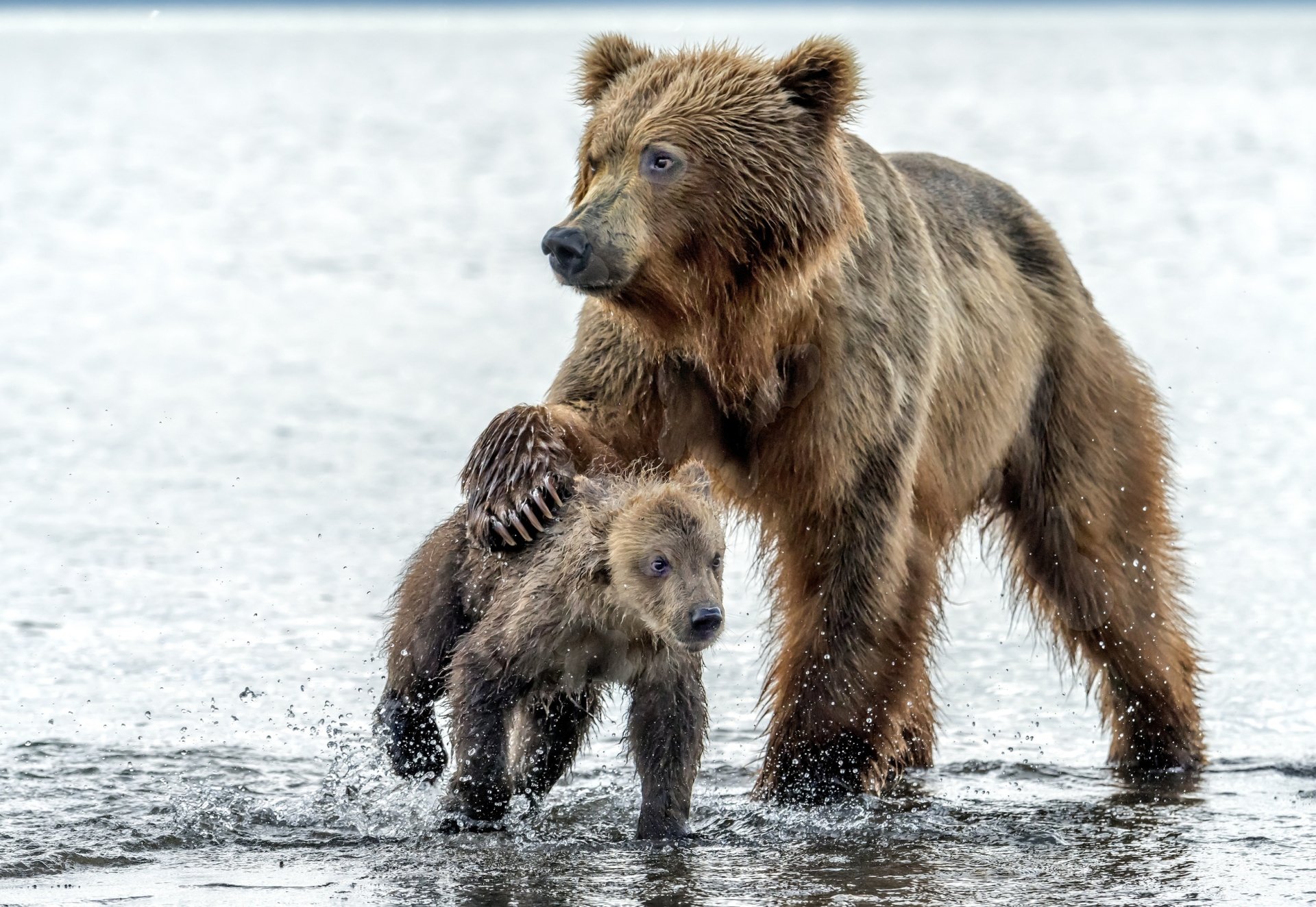 Adorable Bear Cub and Mother in Water | HD Animal Wallpaper | 2500x1724 ...