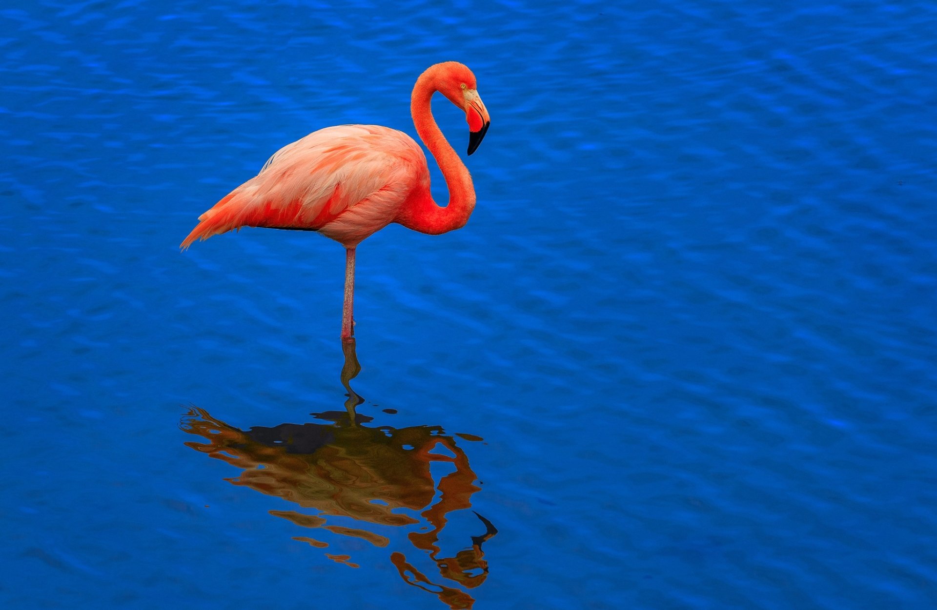 Flamingo Reflection HD: Graceful Bird in Blue Waters Wallpaper