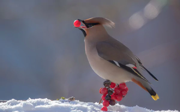 Stunning Waxwing: A Beautiful HD Wallpaper