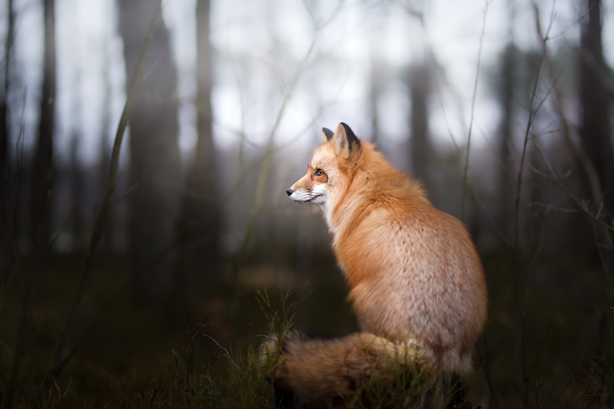 Fox Glare Red Background