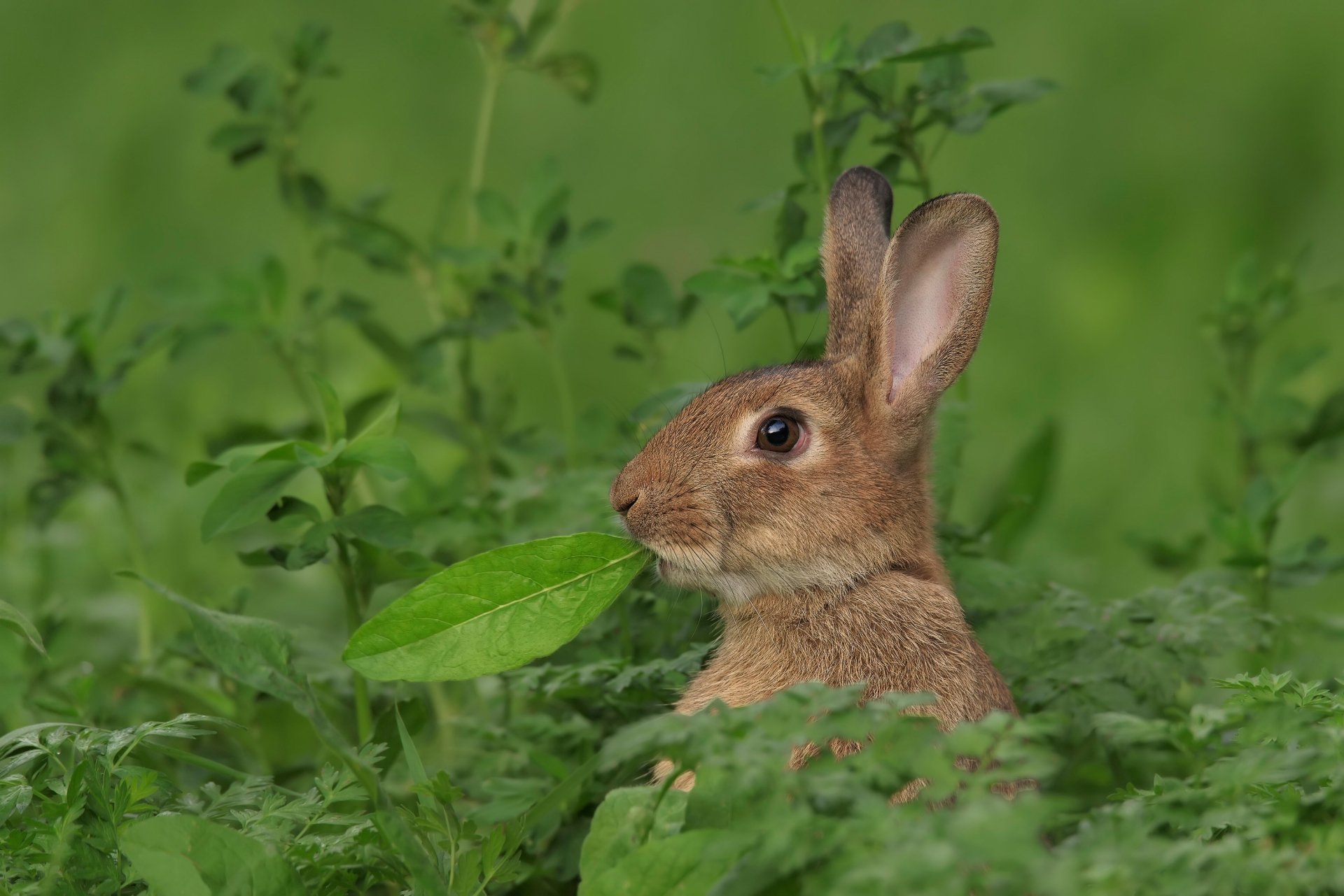 Download Greenery Animal Rabbit HD Wallpaper