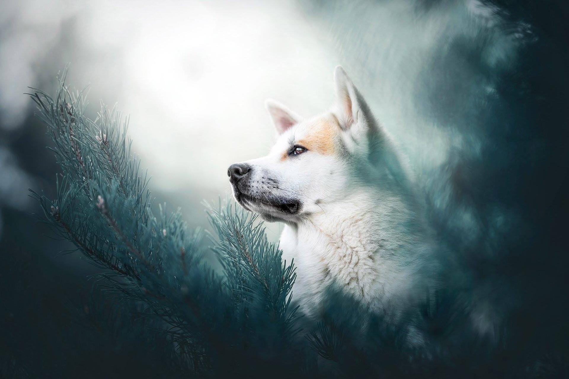 Download Animal Dog HD Wallpaper