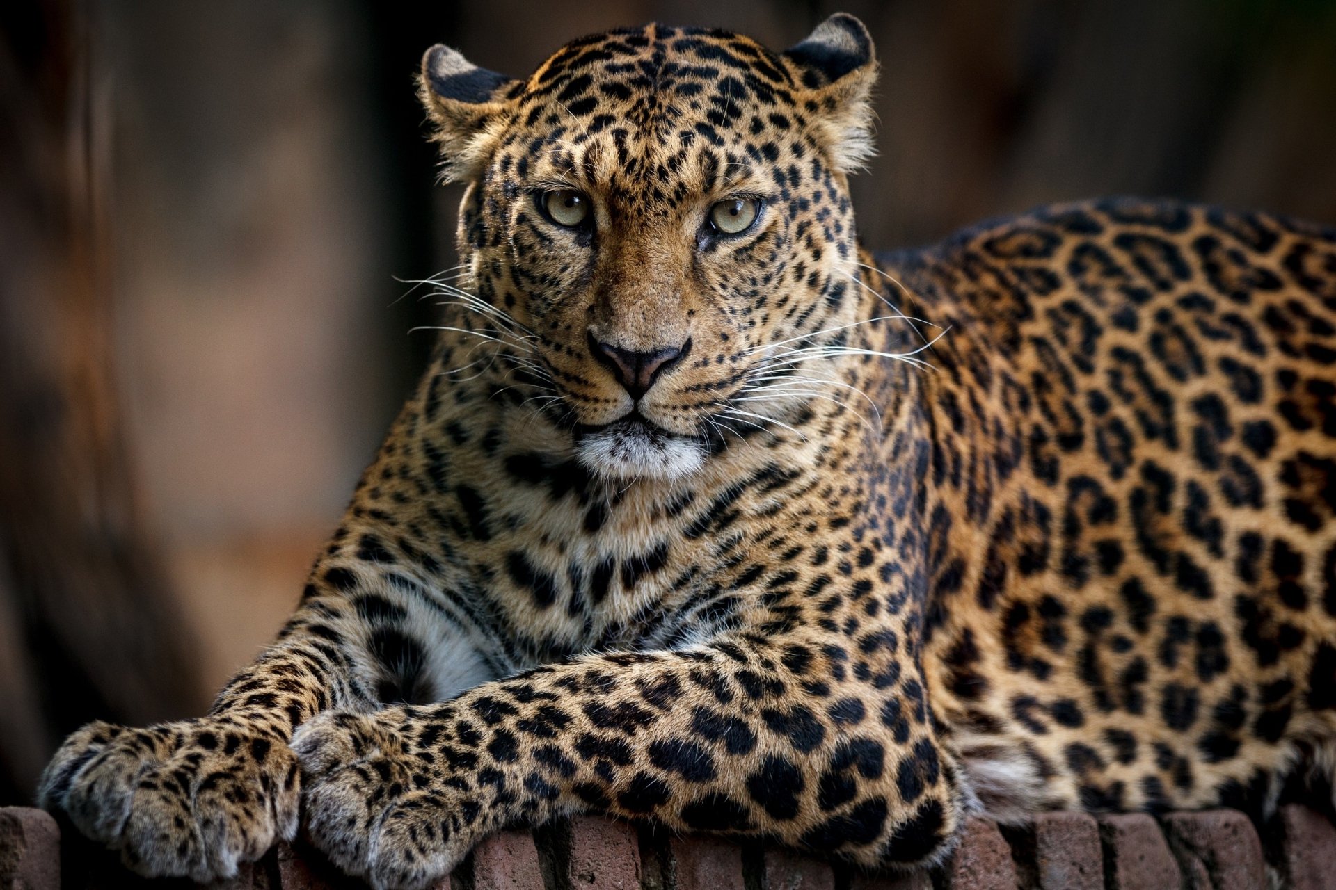 Majestic Leopard HD Wallpaper: Wildlife Elegance Up Close