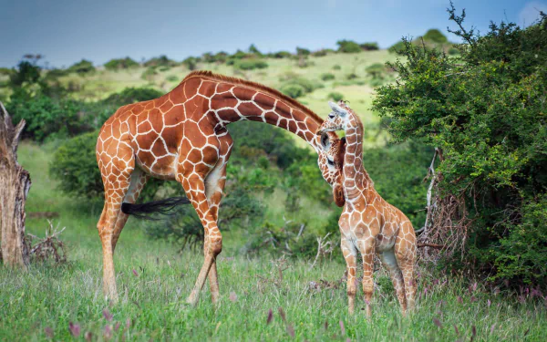 Download Animal Giraffe HD Wallpaper
