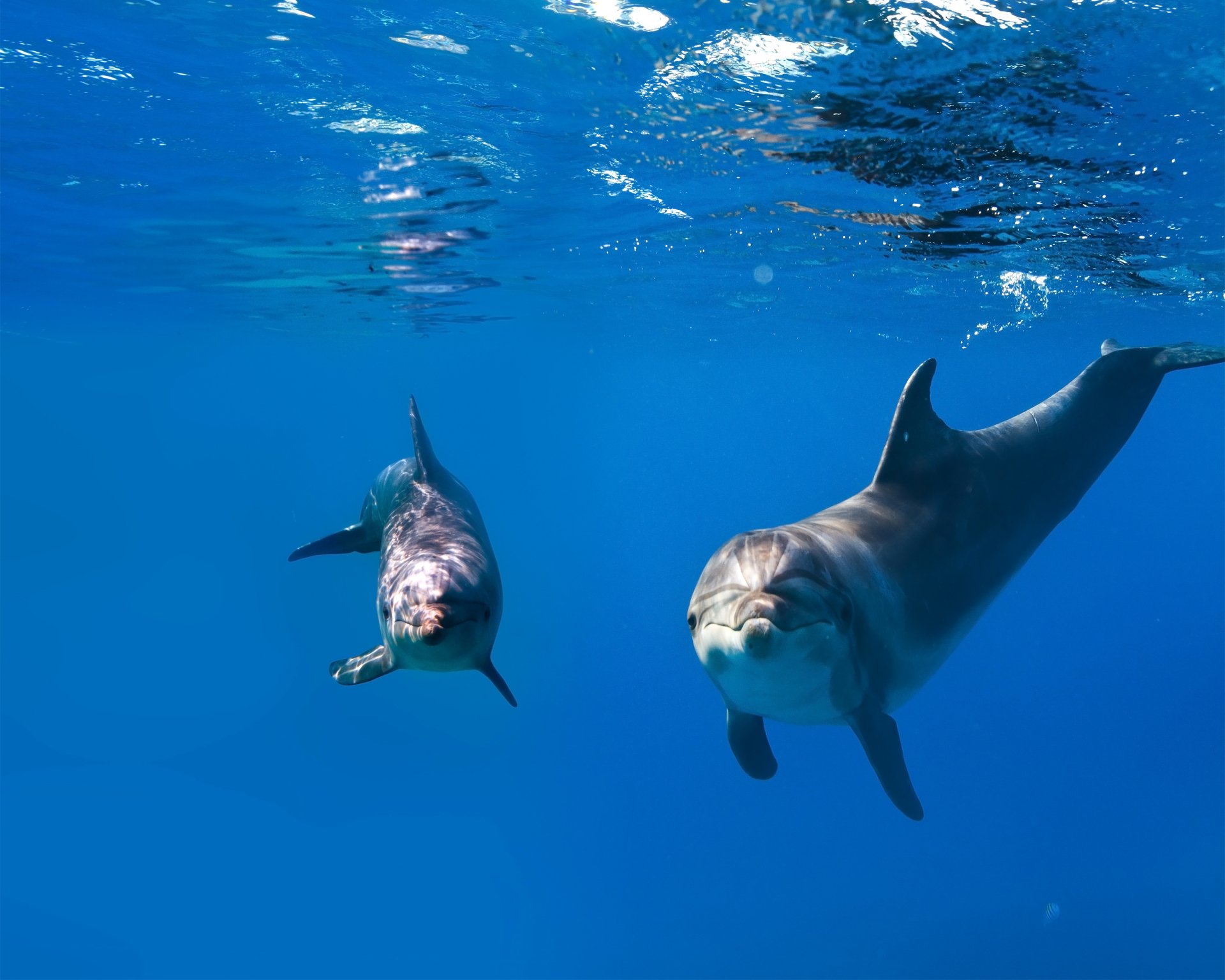 Graceful Dolphins in Crystal Clear Underwater HD | 3000x2400 ...