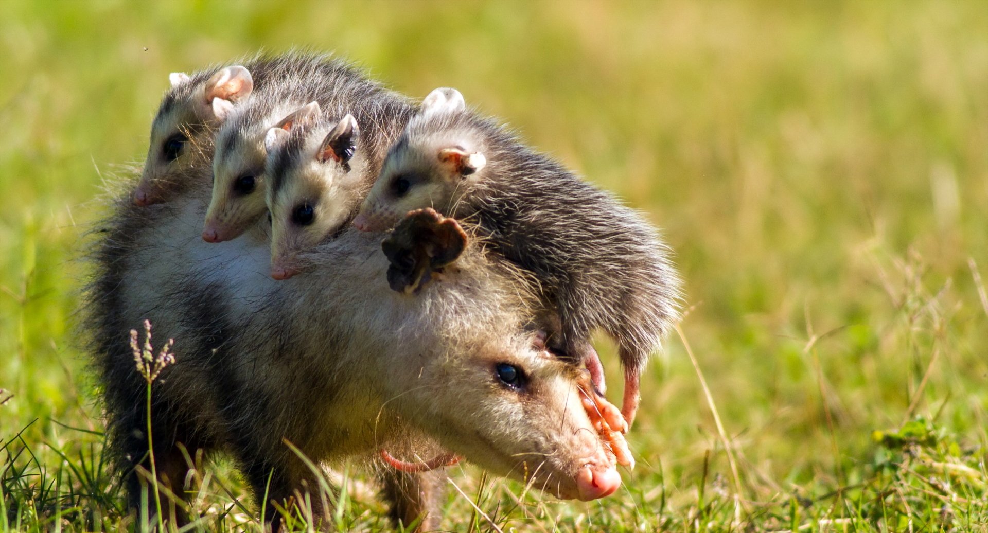 Download Baby Animal Animal Opossum HD Wallpaper