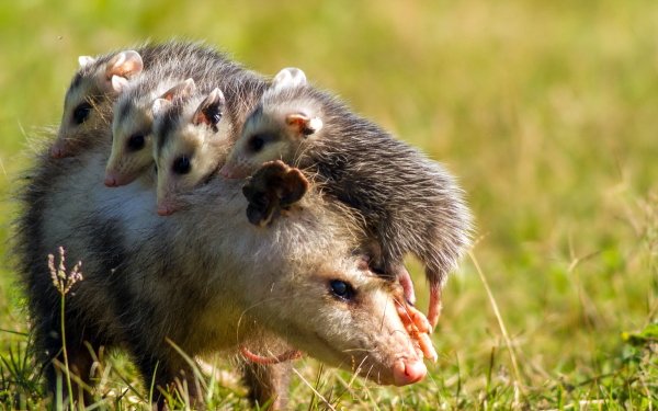Opossum HD Wallpaper | Background Image | 2560x1600