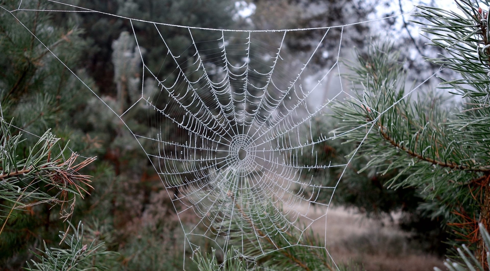 Download Macro Photography Spider Web HD Wallpaper