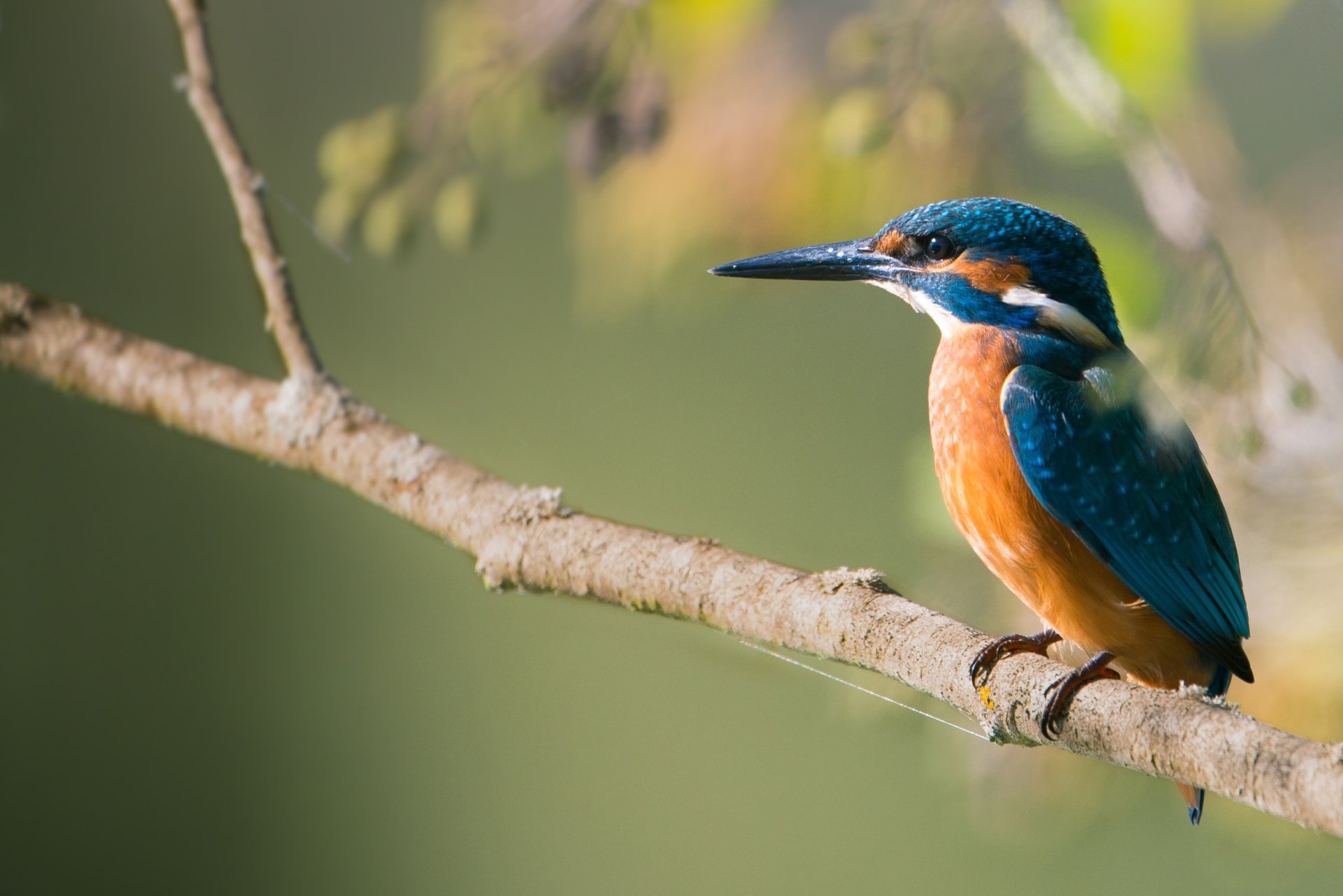 Common (Eurasian) (Small Blue) Kingfisher - alcedo atthis