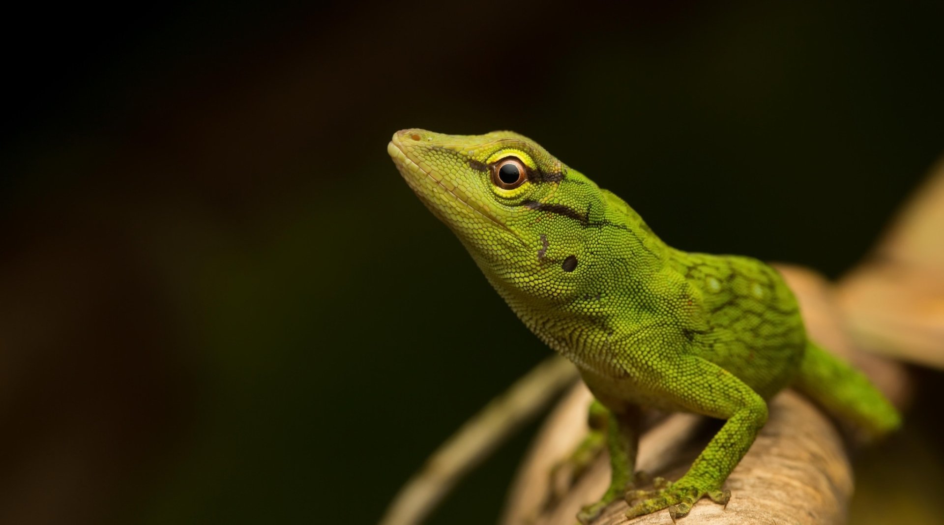 Download Reptile Lizard Animal Green Anole HD Wallpaper by Jasmine Vink