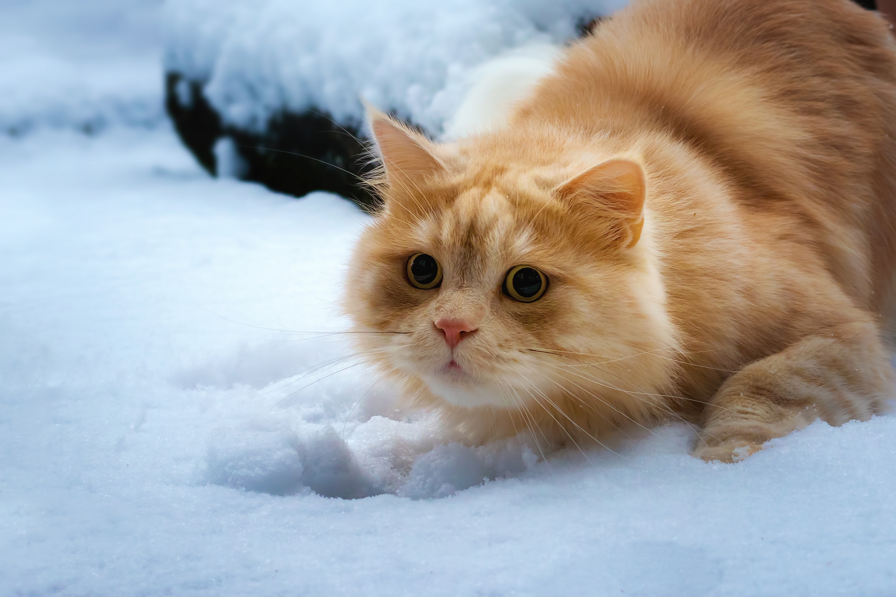 Winter Cat Live Wallpaper