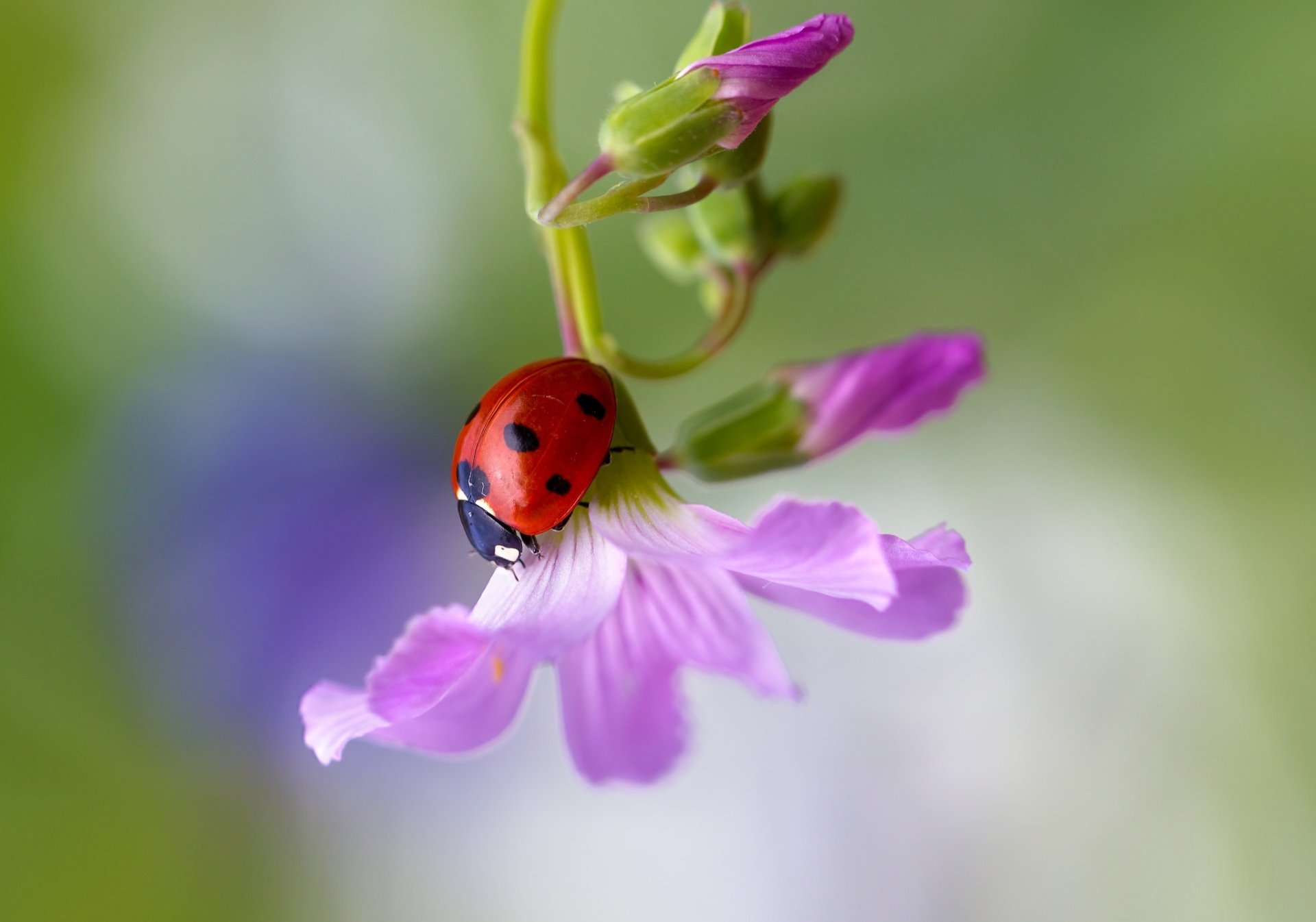 Lady Bug 4k Spring