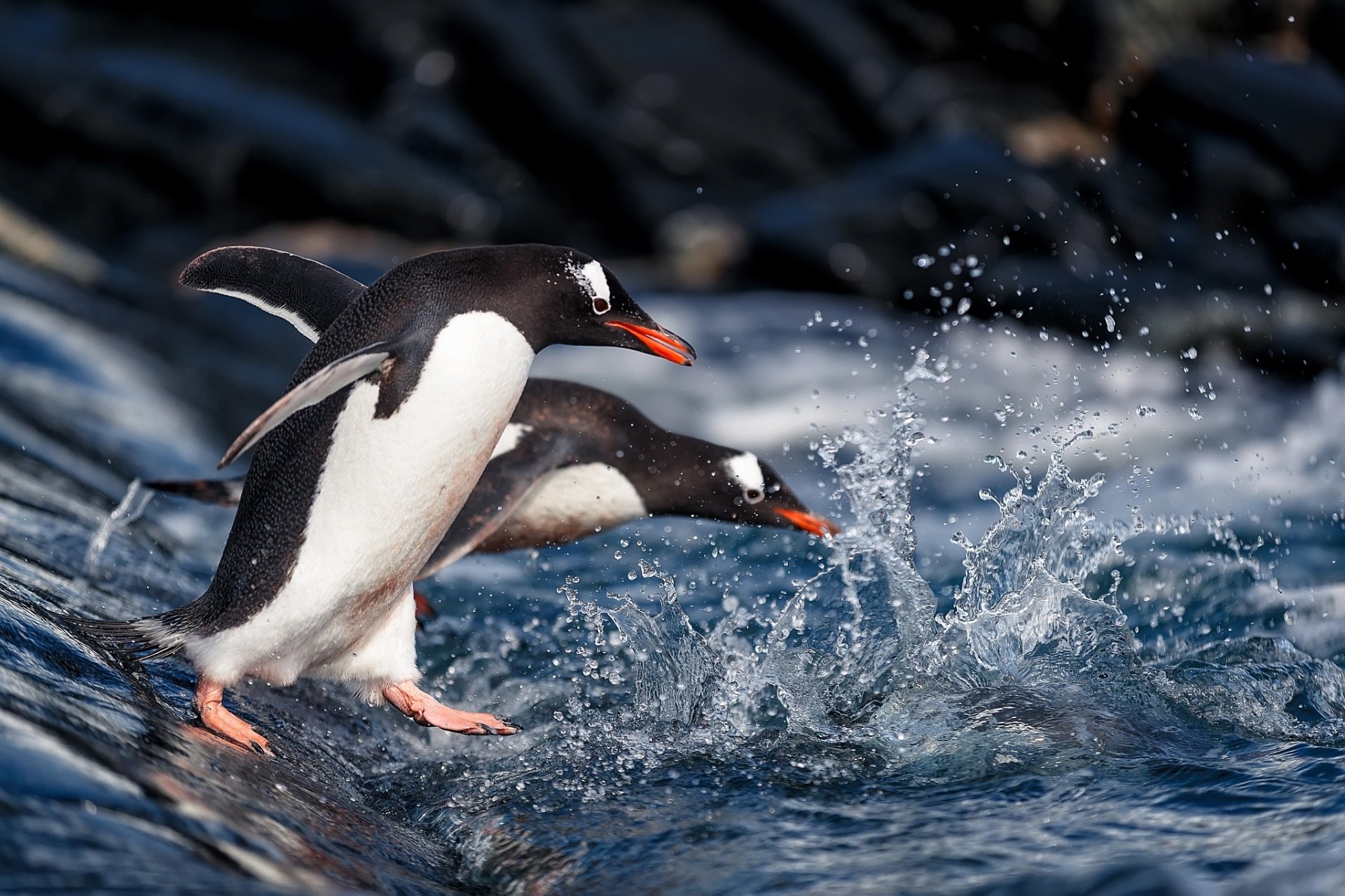 Penguin Dive HD Wallpaper