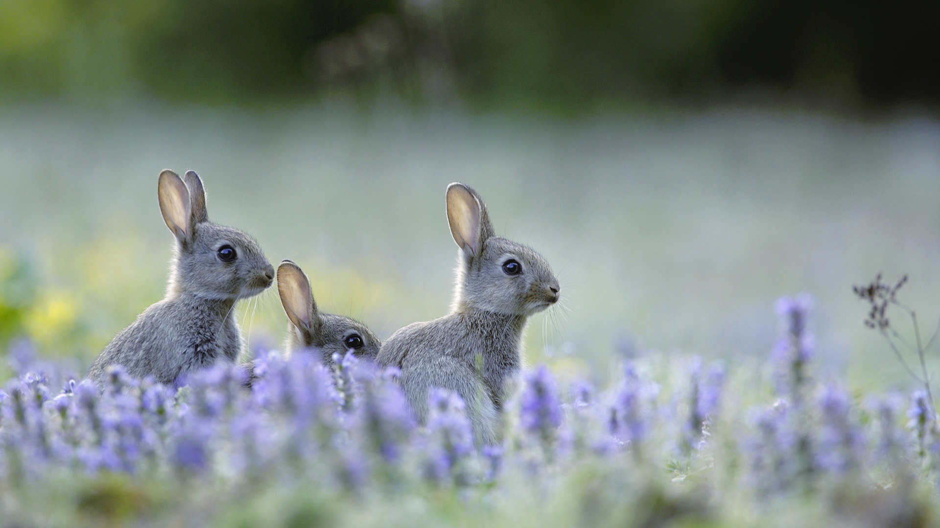 HD Wallpaper: Adorable Baby Rabbits in Soft Depth of Field Bliss