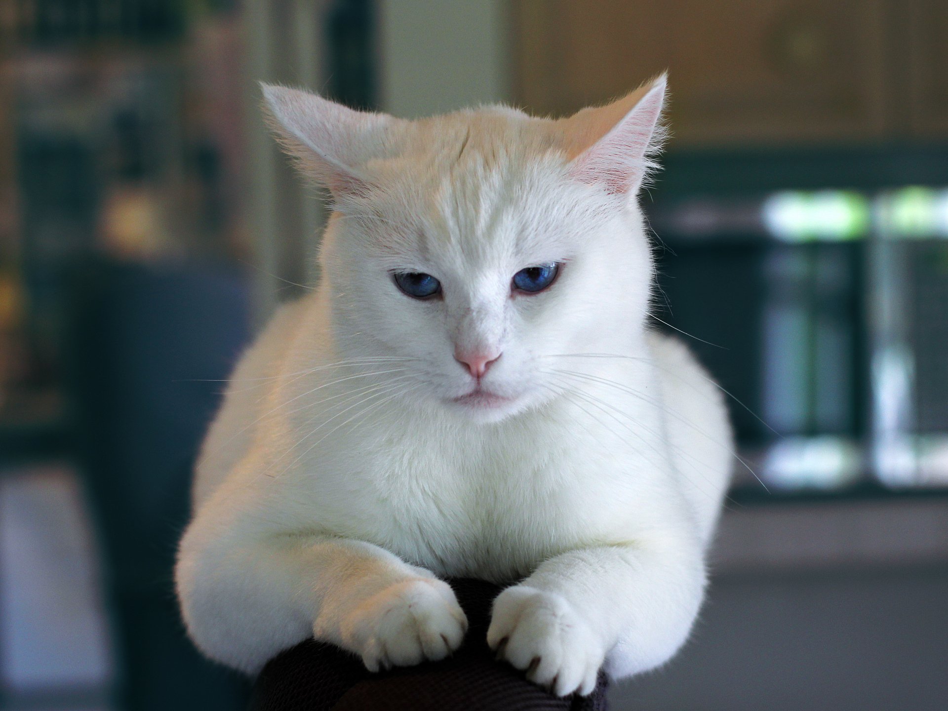 Majestic White Cat in Stunning 4K Ultra HD | 4288x3216 | Wallpaper Abyss