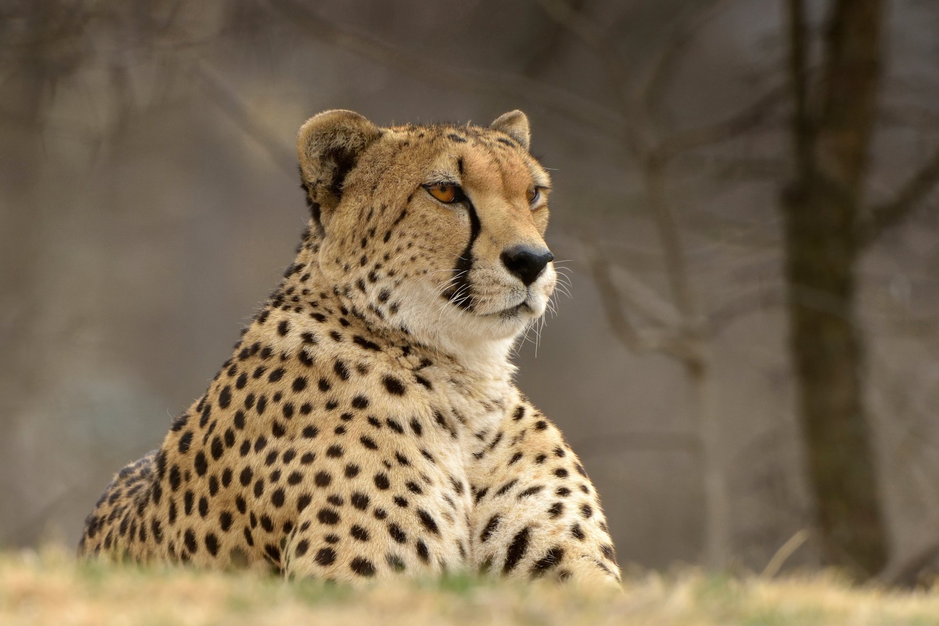 Majestic Cheetah HD Wallpaper: Nature's Swift Beauty