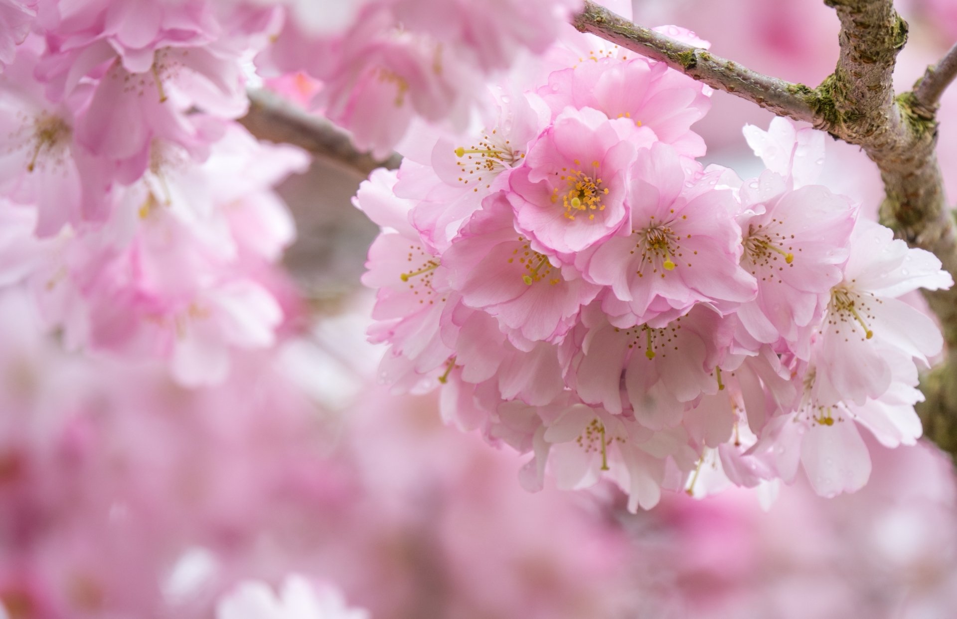 Spring Dreams: HD Macro of Pink Blossom Beauty in Nature
