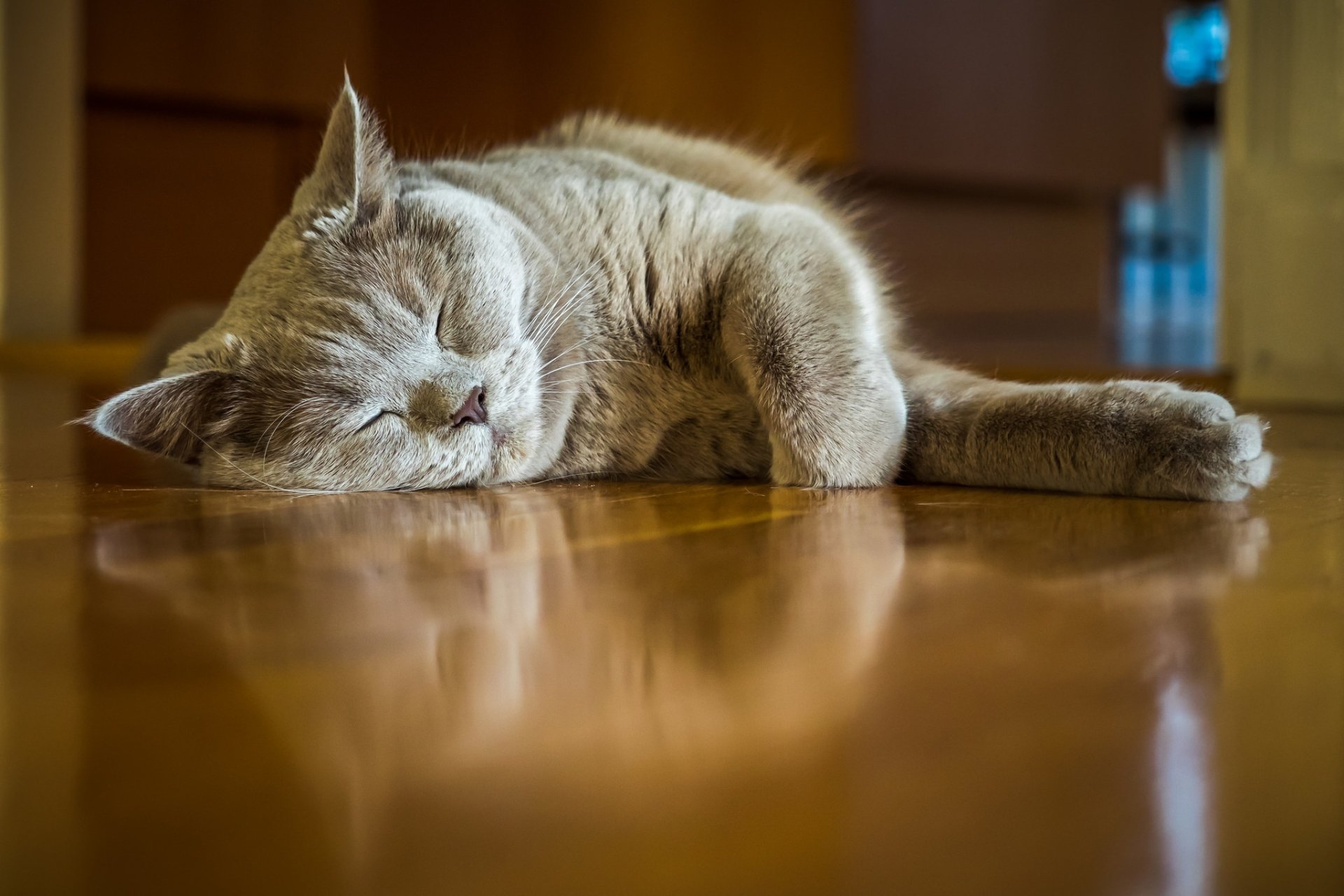 Peaceful Slumber: HD Cat Sleeping Wallpaper | 2048x1365 | Wallpaper Abyss