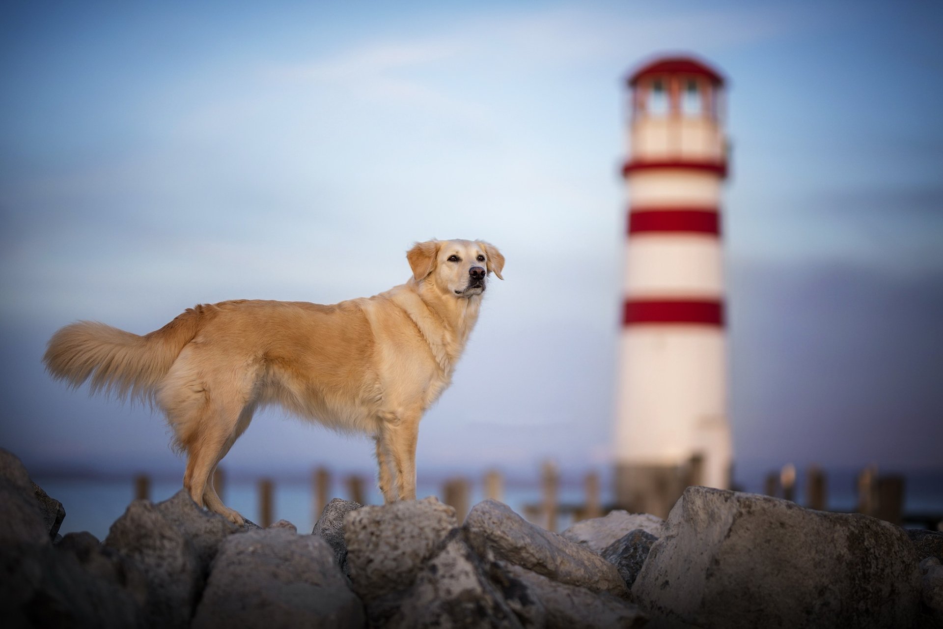 Download Depth Of Field Dog Animal Golden Retriever HD Wallpaper