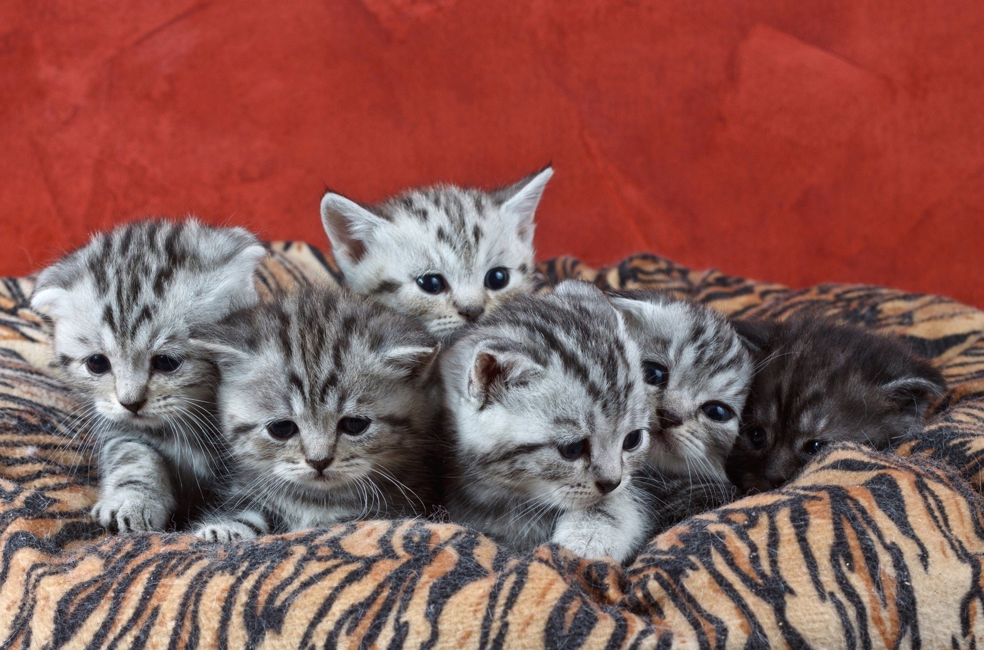 Adorable Kitten Pile: HD Baby Cat Wallpaper Bliss | 1920x1270 ...