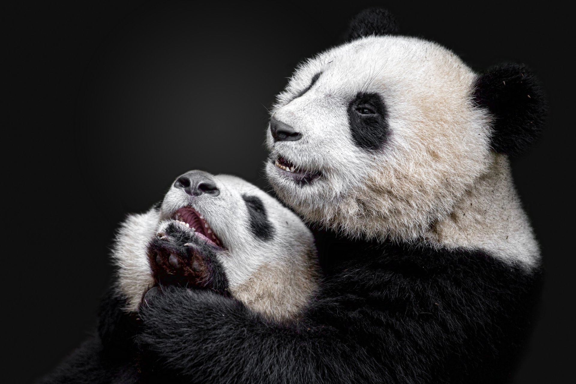 Download Animal Panda HD Wallpaper | 2500x1667 | Wallpaper Abyss