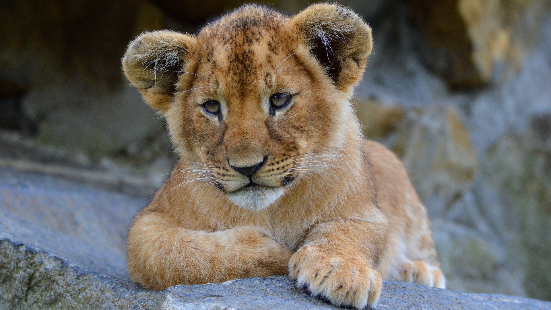 Majestic Lion Cub in Stunning 4K Ultra HD – Baby Animal Beauty